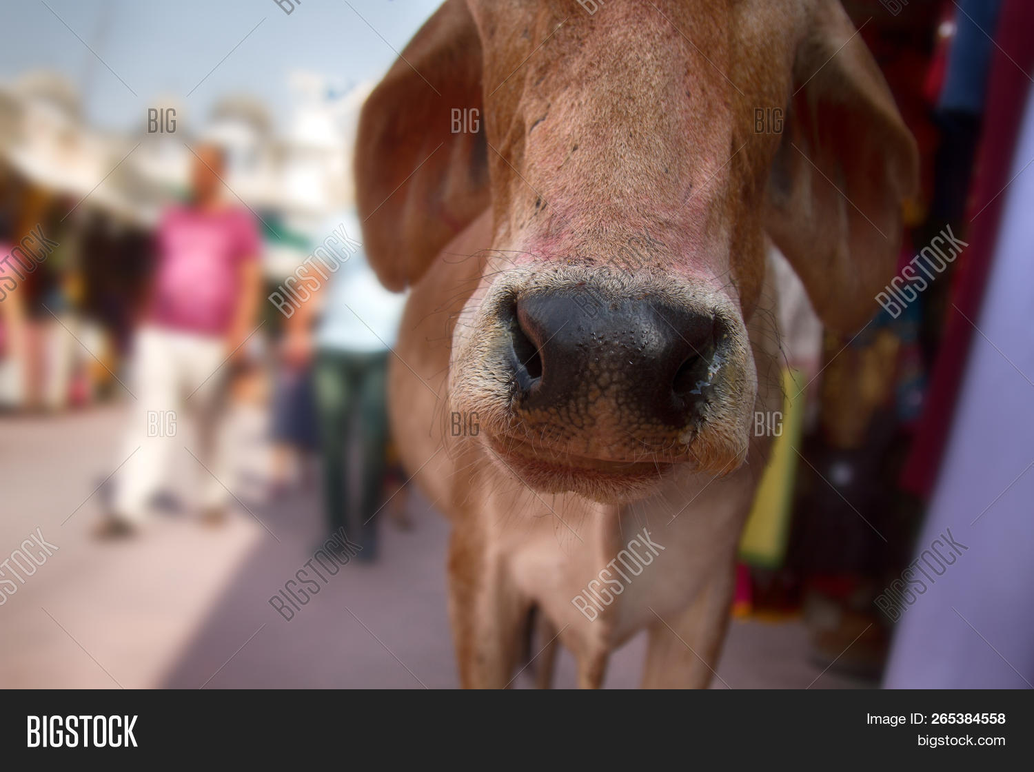 Outstanding Lens Cow's Image & Photo (Free Trial) | Bigstock