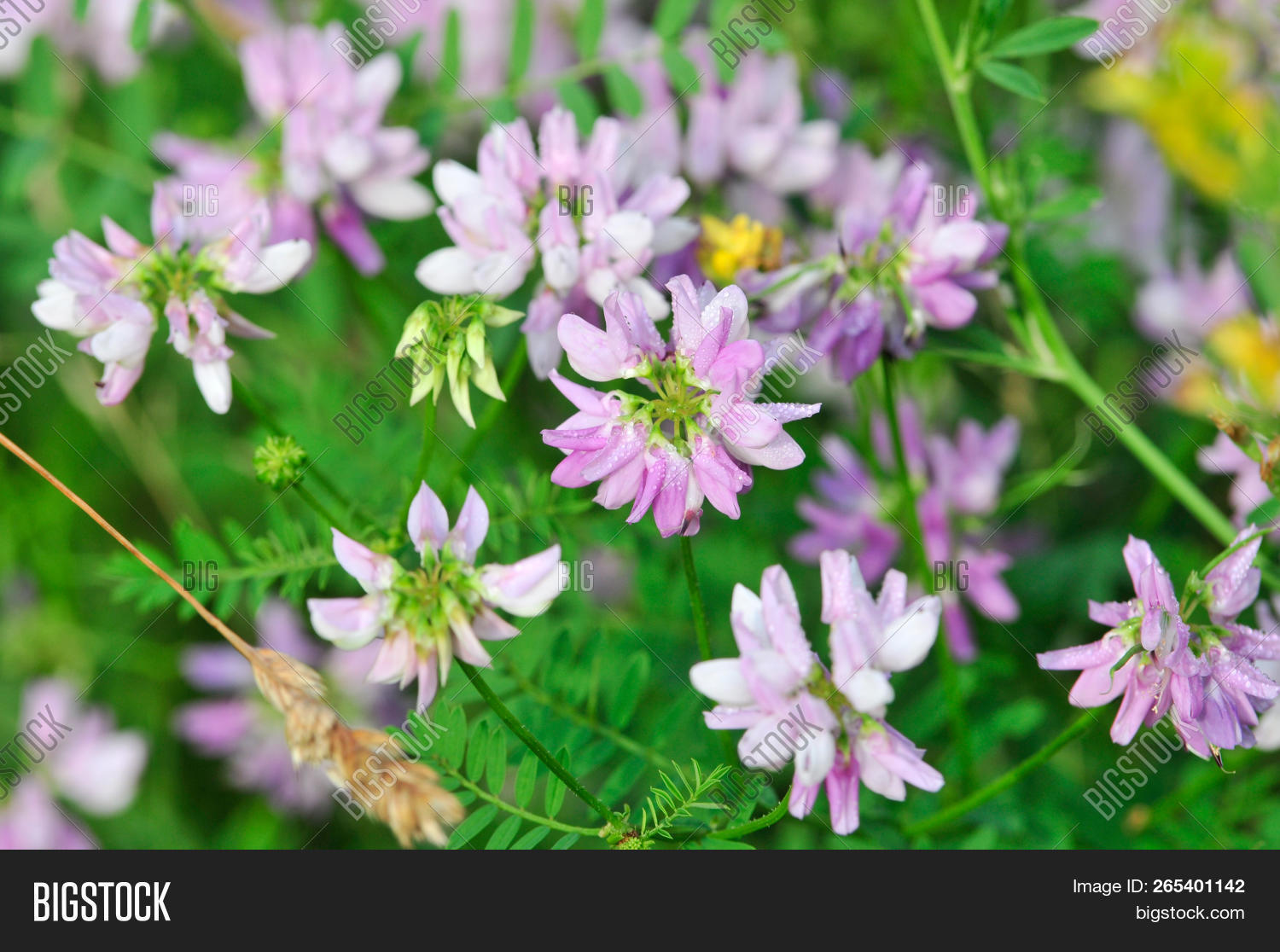 Meadow Flowers, Meadow Image & Photo (Free Trial) | Bigstock