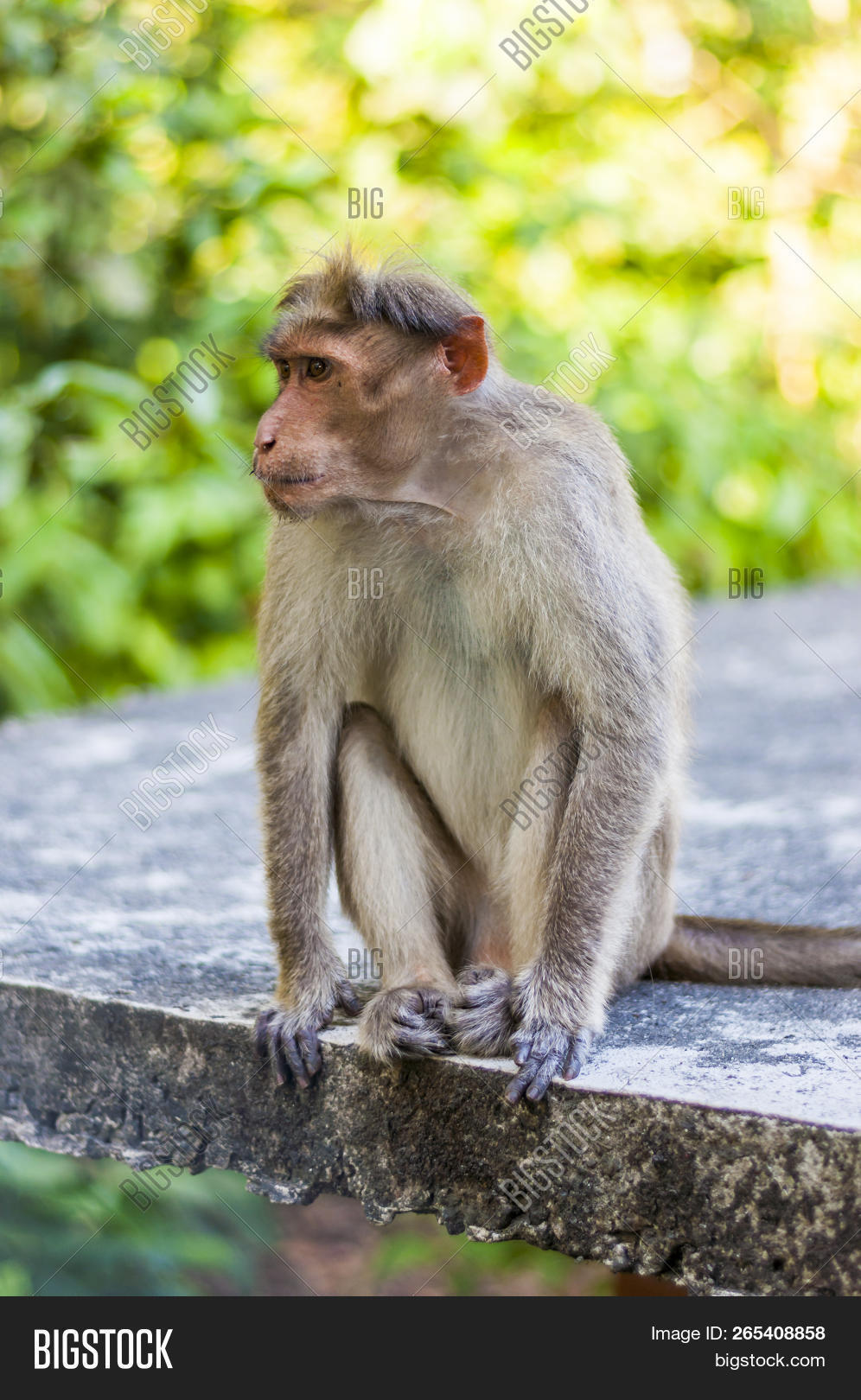 Bonnet Monkey Have Image & Photo (Free Trial) | Bigstock