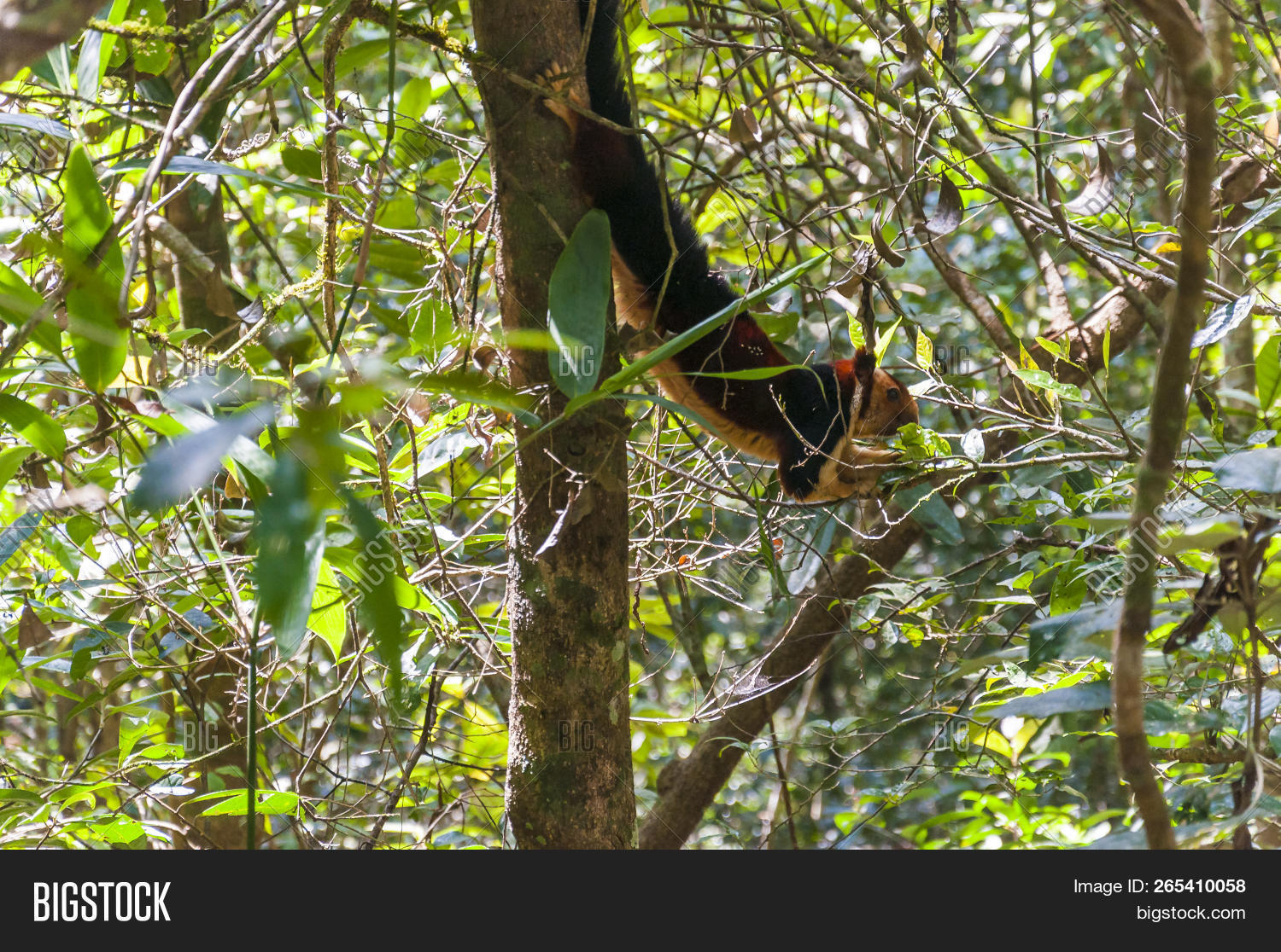 Indian Giant Squirrel Image & Photo (Free Trial) | Bigstock