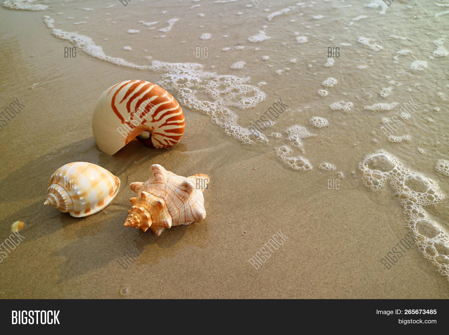 Natural Sea Shells Wallpaper Free Diverse Sea Shells Image & Photo