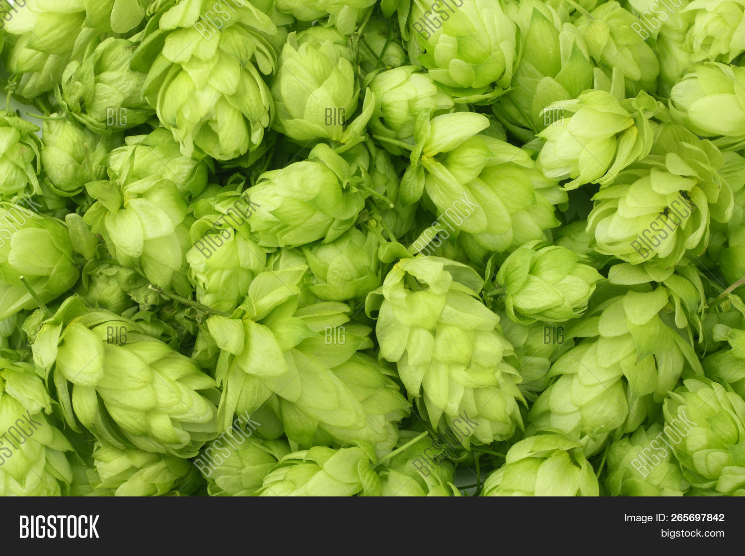 Hops Background