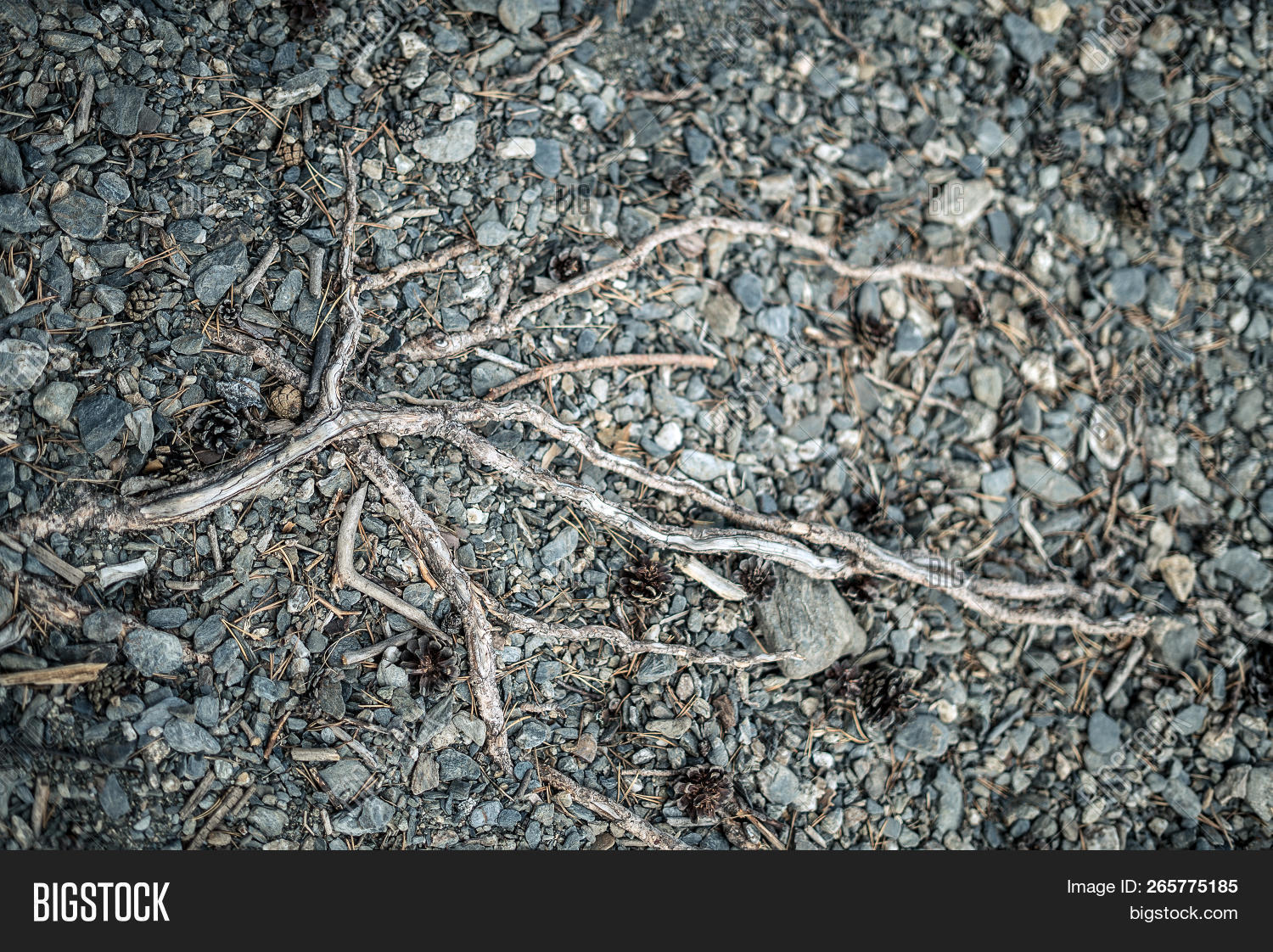 Dried Dead Fragile Image & Photo (Free Trial) | Bigstock