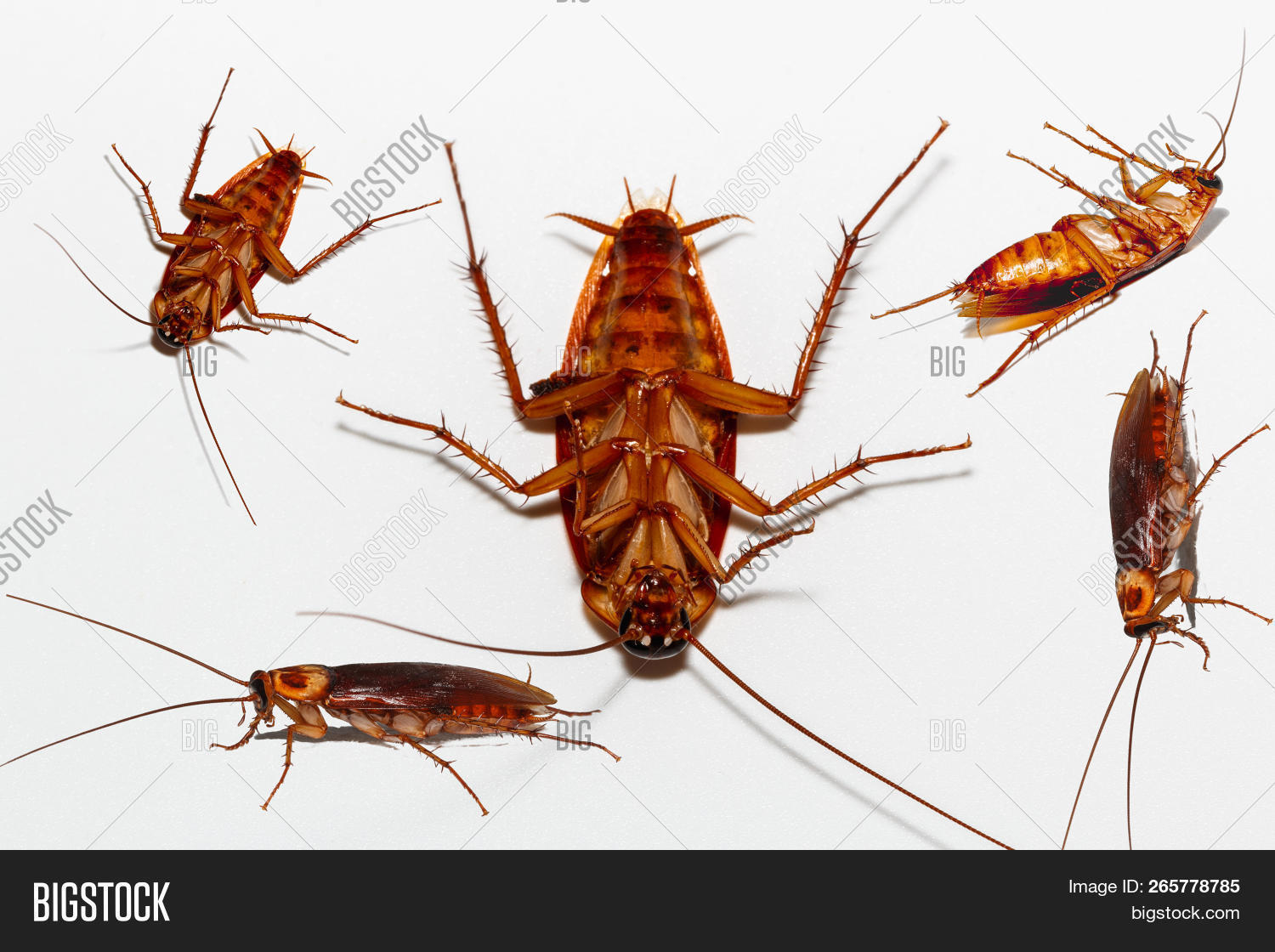 Set Dead Cockroach Image & Photo (Free Trial) | Bigstock
