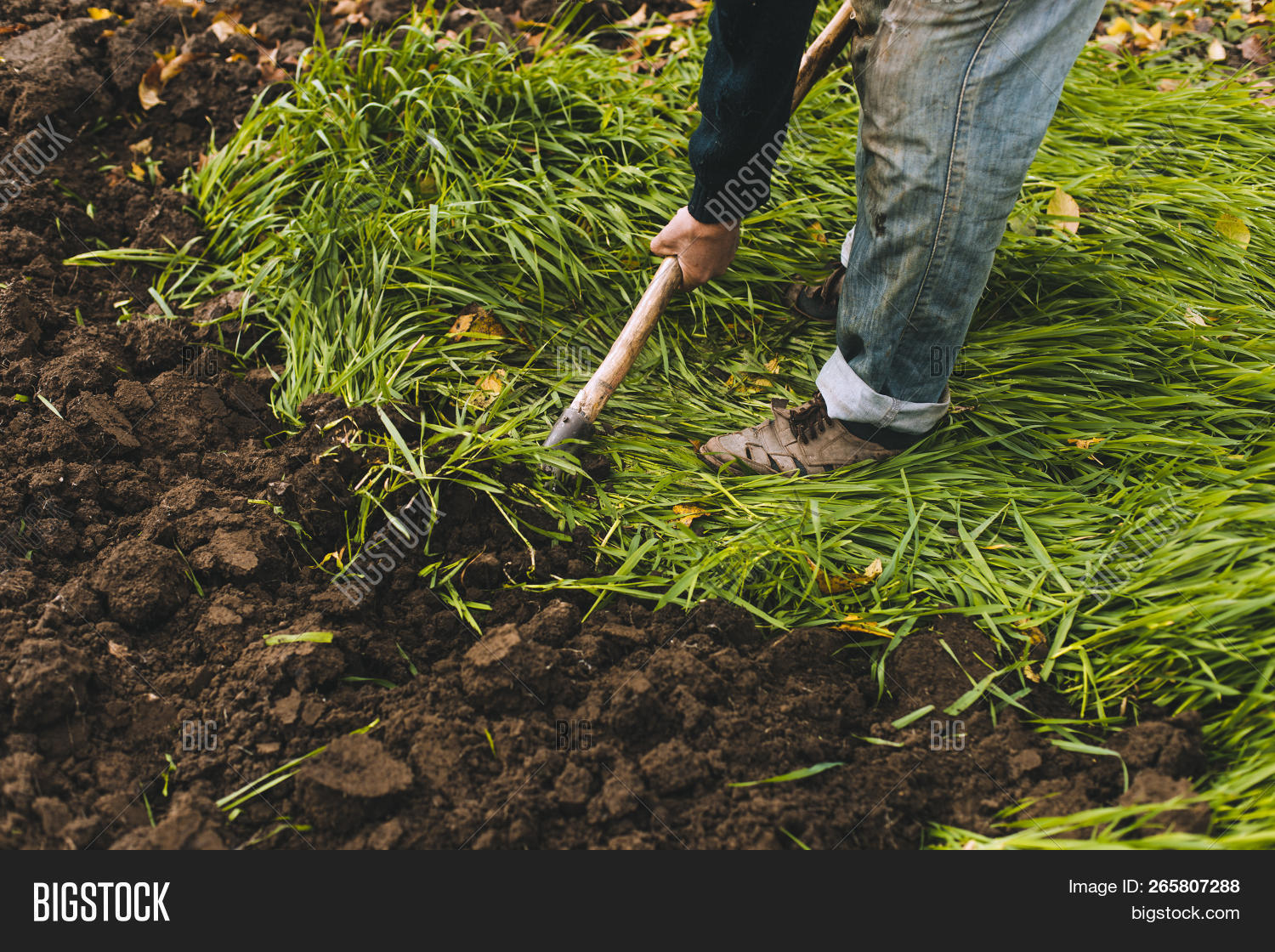 Man Digging Garden. Image & Photo (Free Trial) | Bigstock