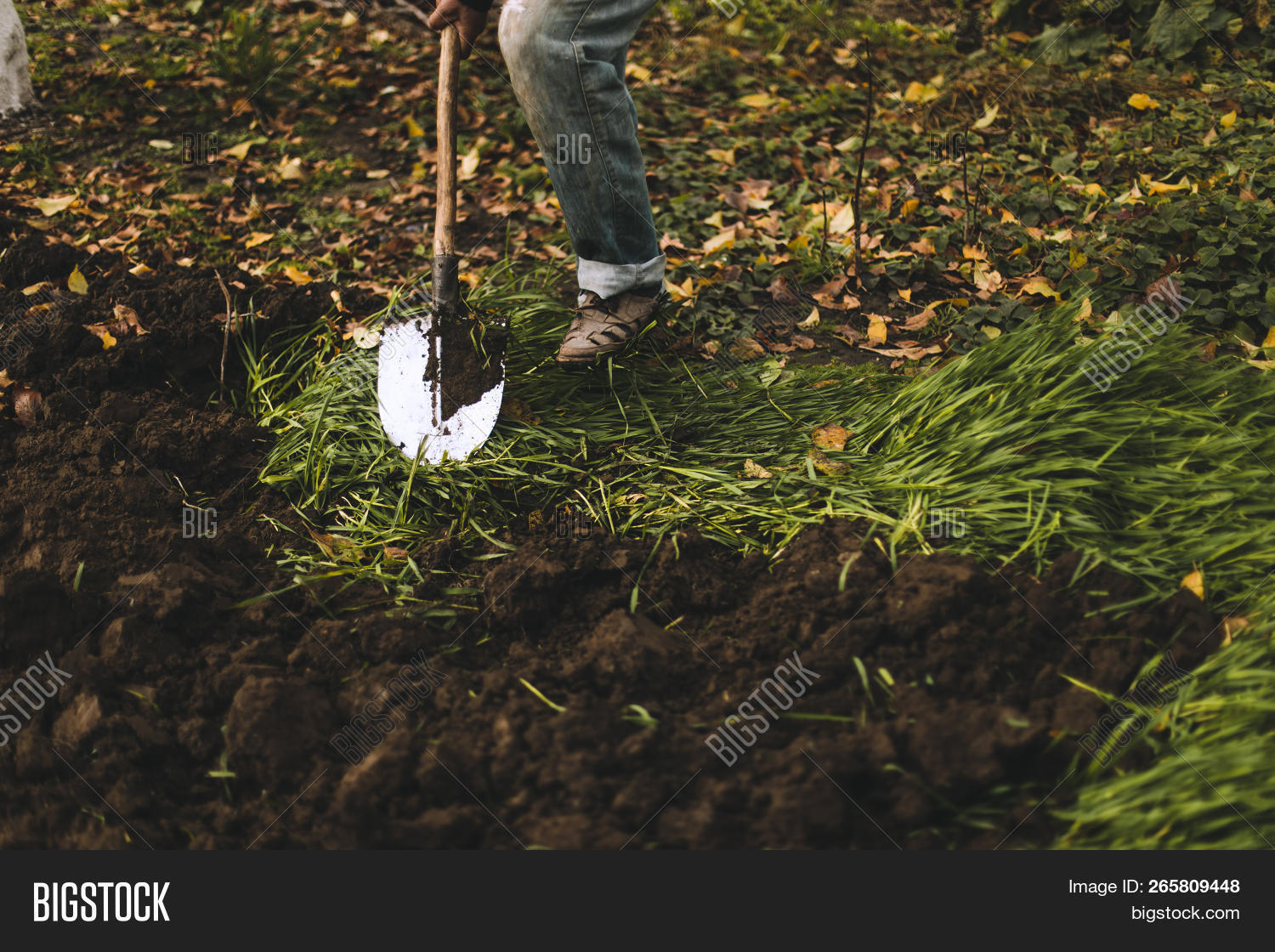 Man Digging Garden. Image & Photo (Free Trial) | Bigstock