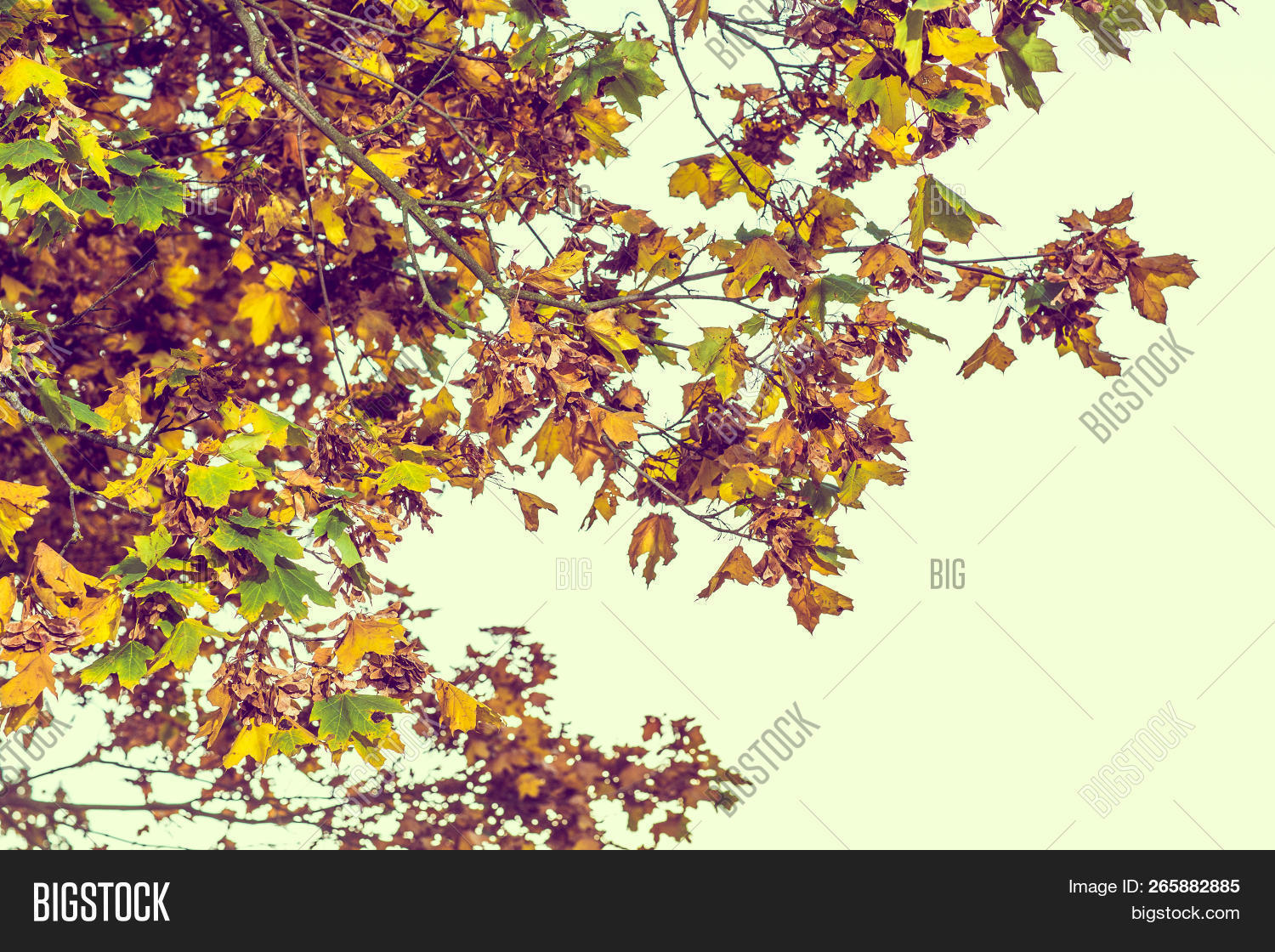 Autumn Brown Nature Image & Photo (Free Trial) | Bigstock