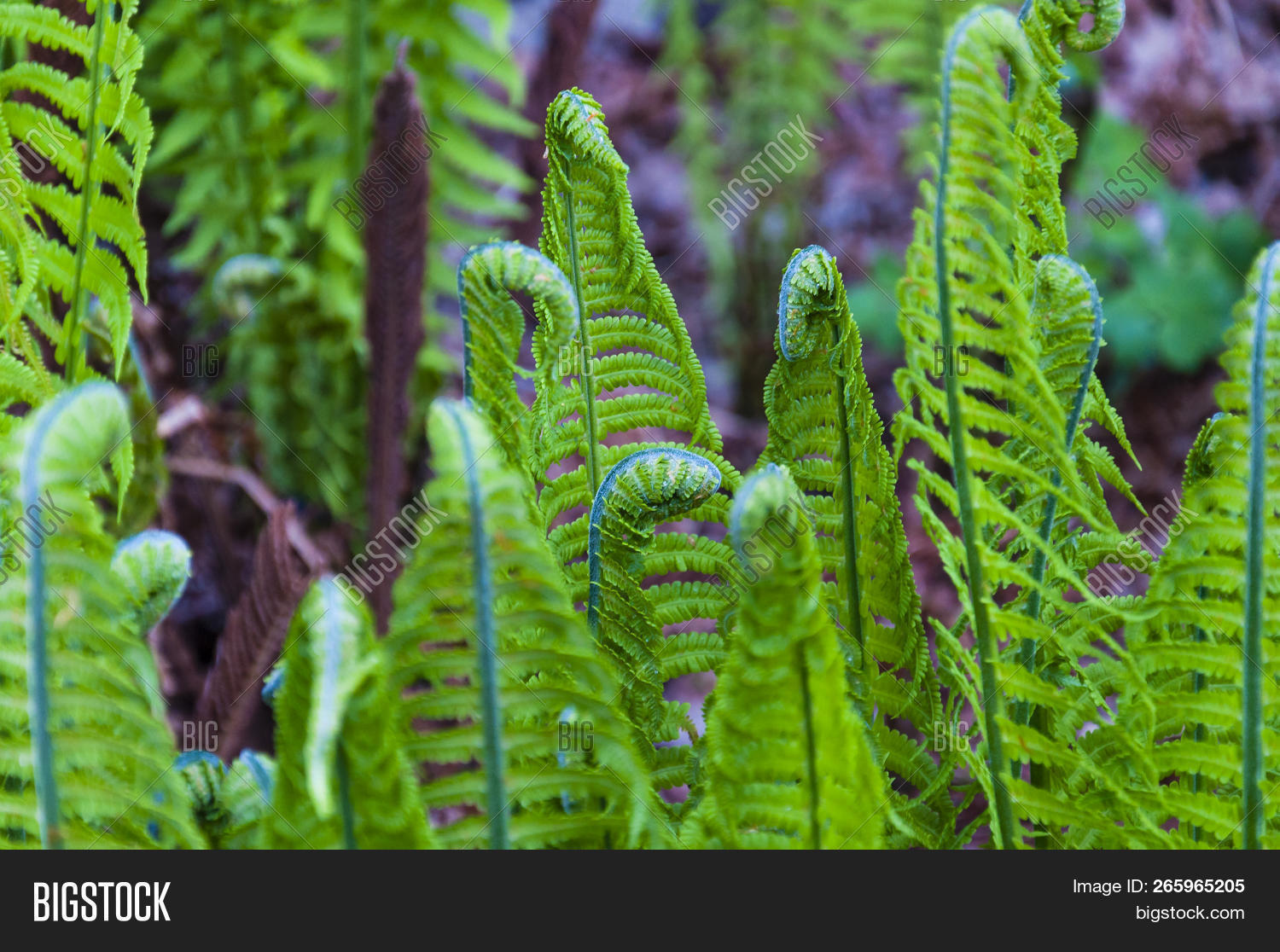 Young Fern Fronds Image & Photo (Free Trial) | Bigstock