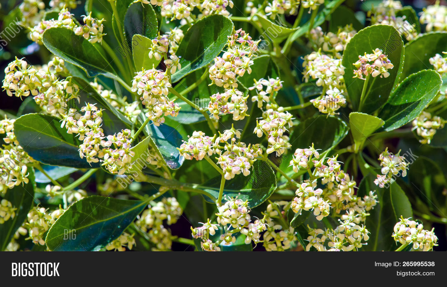 Foliage Flowers Image & Photo (Free Trial) | Bigstock