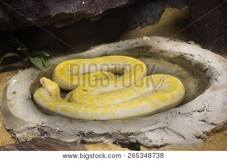 Reticulated Python Image & Photo (Free Trial) | Bigstock