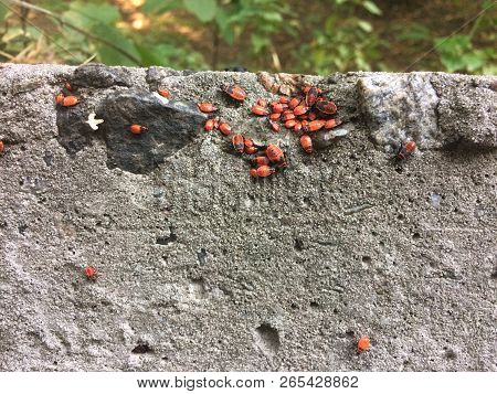 Red Soldier Bug Black Image & Photo (Free Trial) | Bigstock
