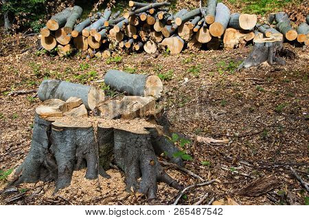 Damage Nature. Timber Image & Photo (Free Trial) | Bigstock