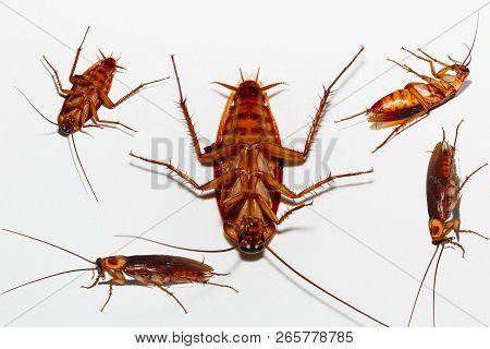 Set Dead Cockroach Image & Photo (Free Trial) | Bigstock