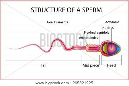 One Sperm Human Semen Vector & Photo (Free Trial) | Bigstock