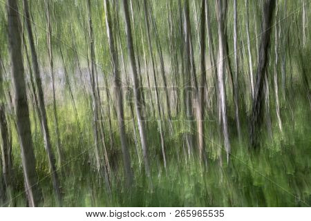 Abstract Trees Forest Image & Photo (Free Trial) | Bigstock