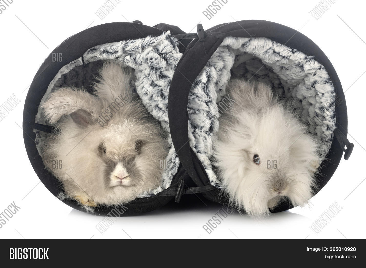 English Angoras Front Image & Photo (Free Trial) | Bigstock