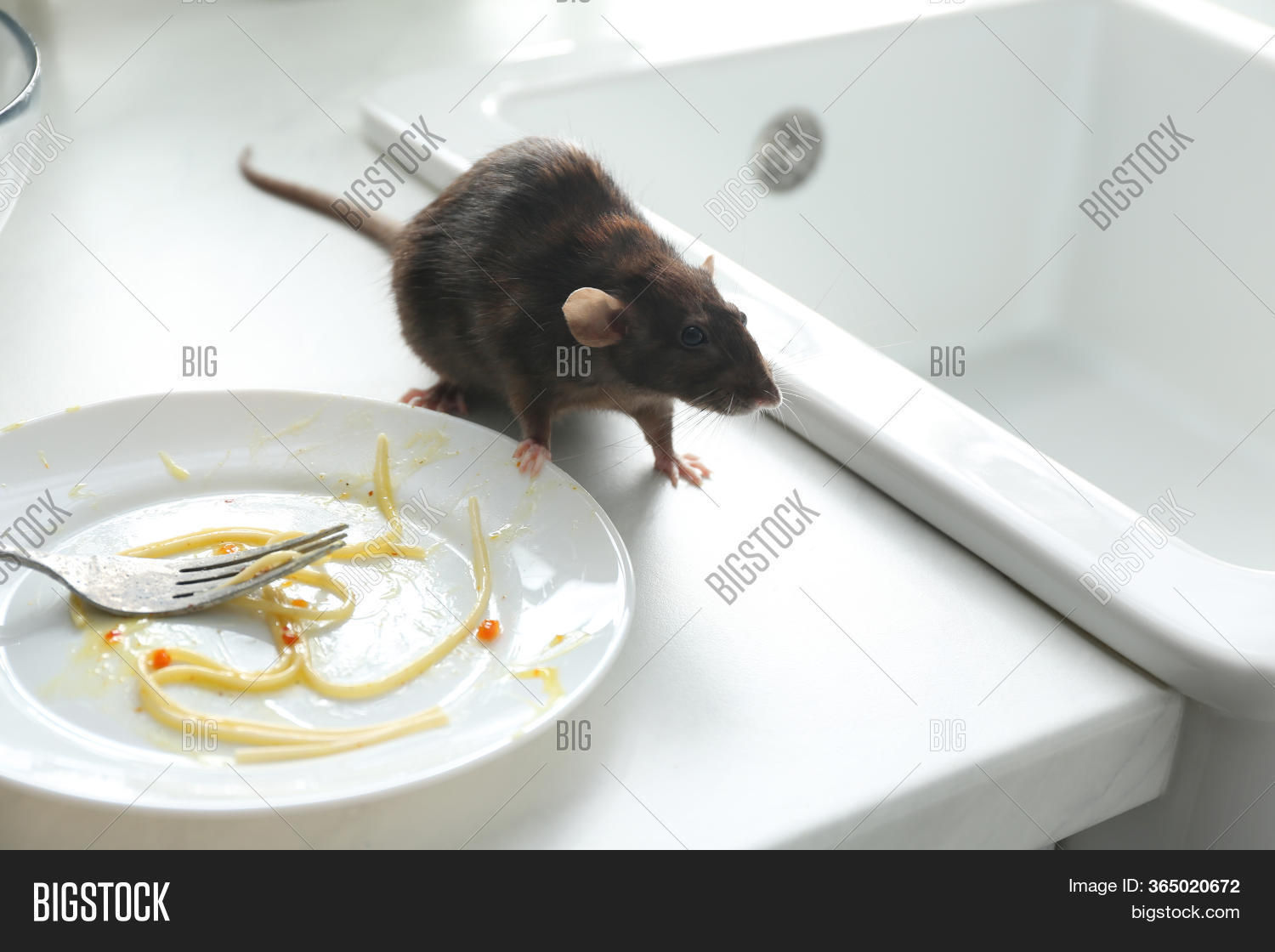 Rat Near Dirty Plate Image & Photo (Free Trial) | Bigstock