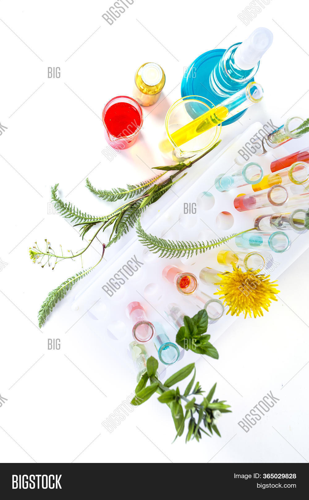 Flowers Plants Test Image & Photo (Free Trial) | Bigstock