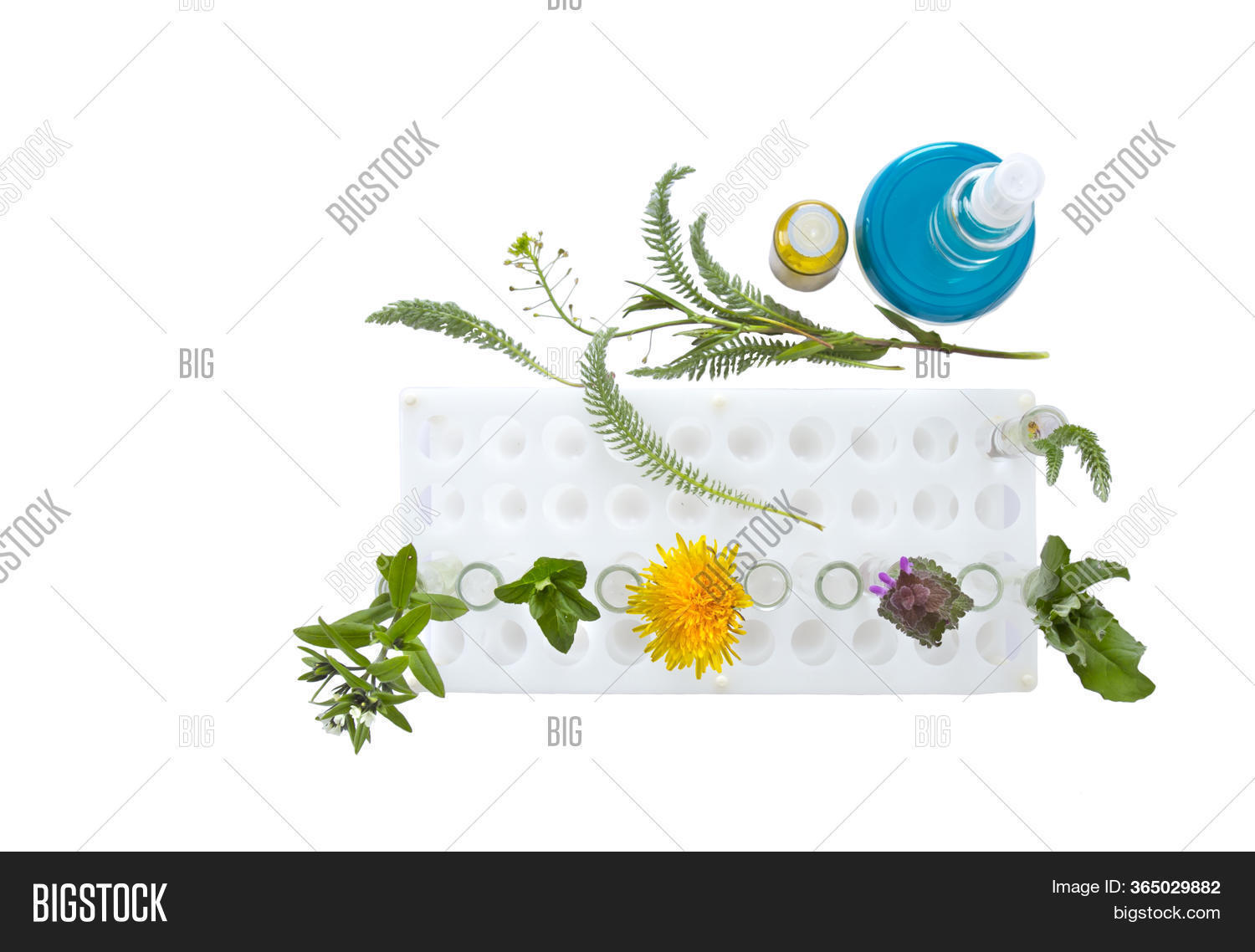 Flowers Plants Test Image & Photo (Free Trial) | Bigstock