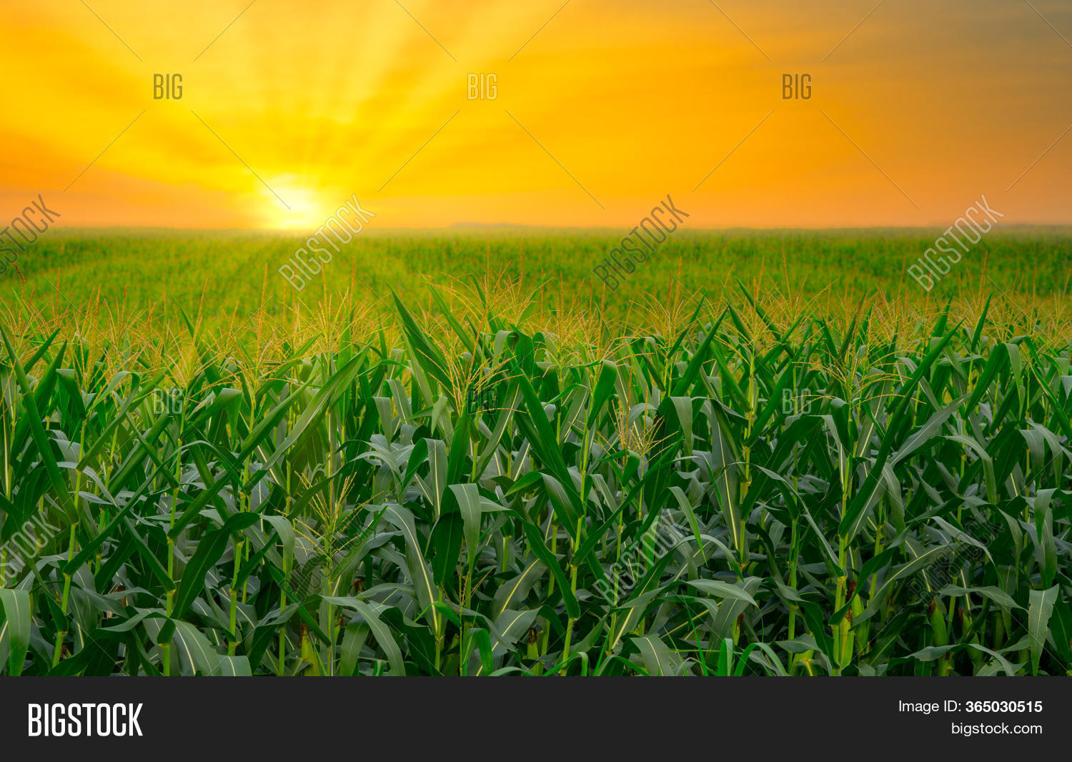 Green Corn Field Image & Photo (Free Trial) | Bigstock