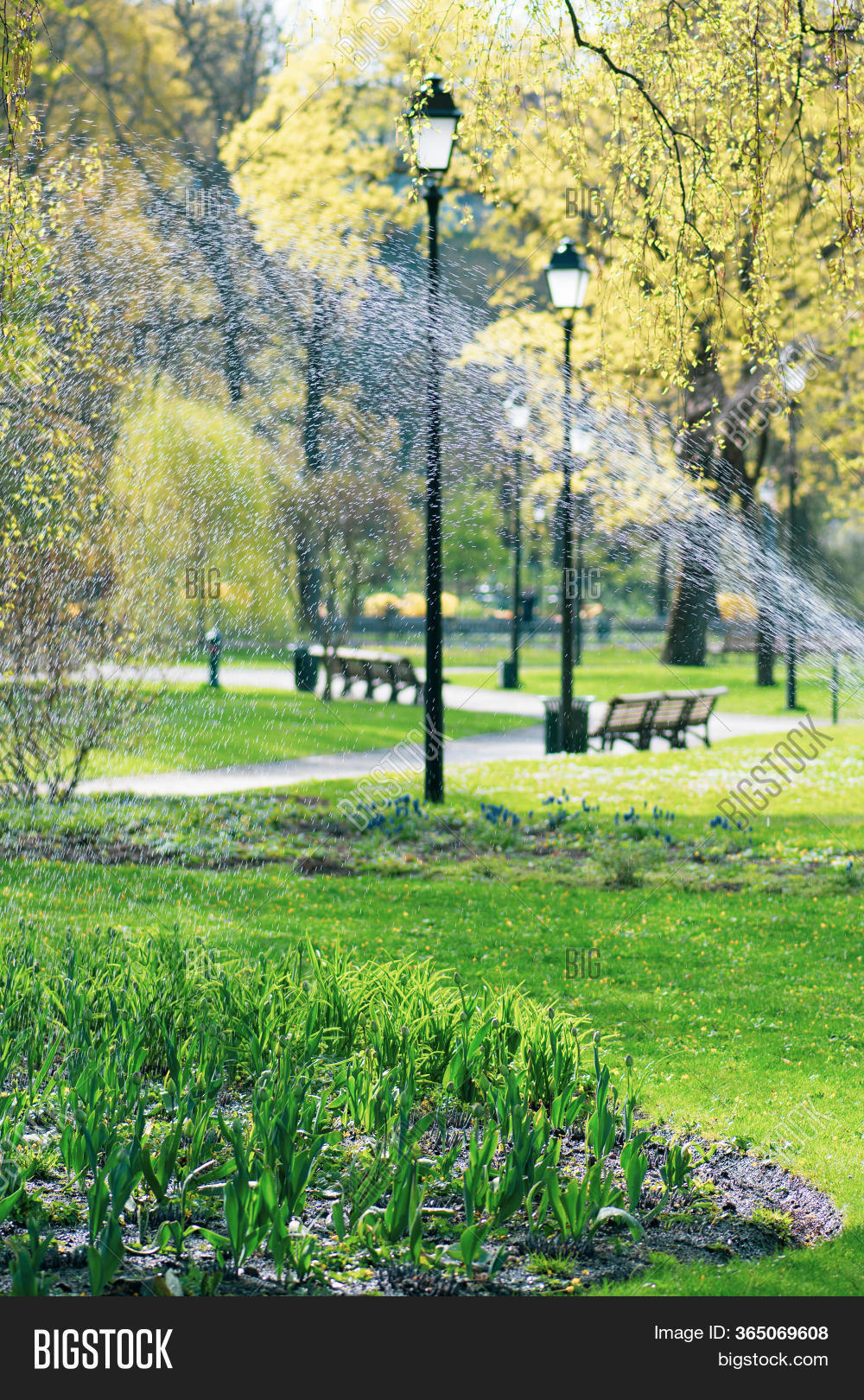 Garden Park Watering Image & Photo (Free Trial) | Bigstock