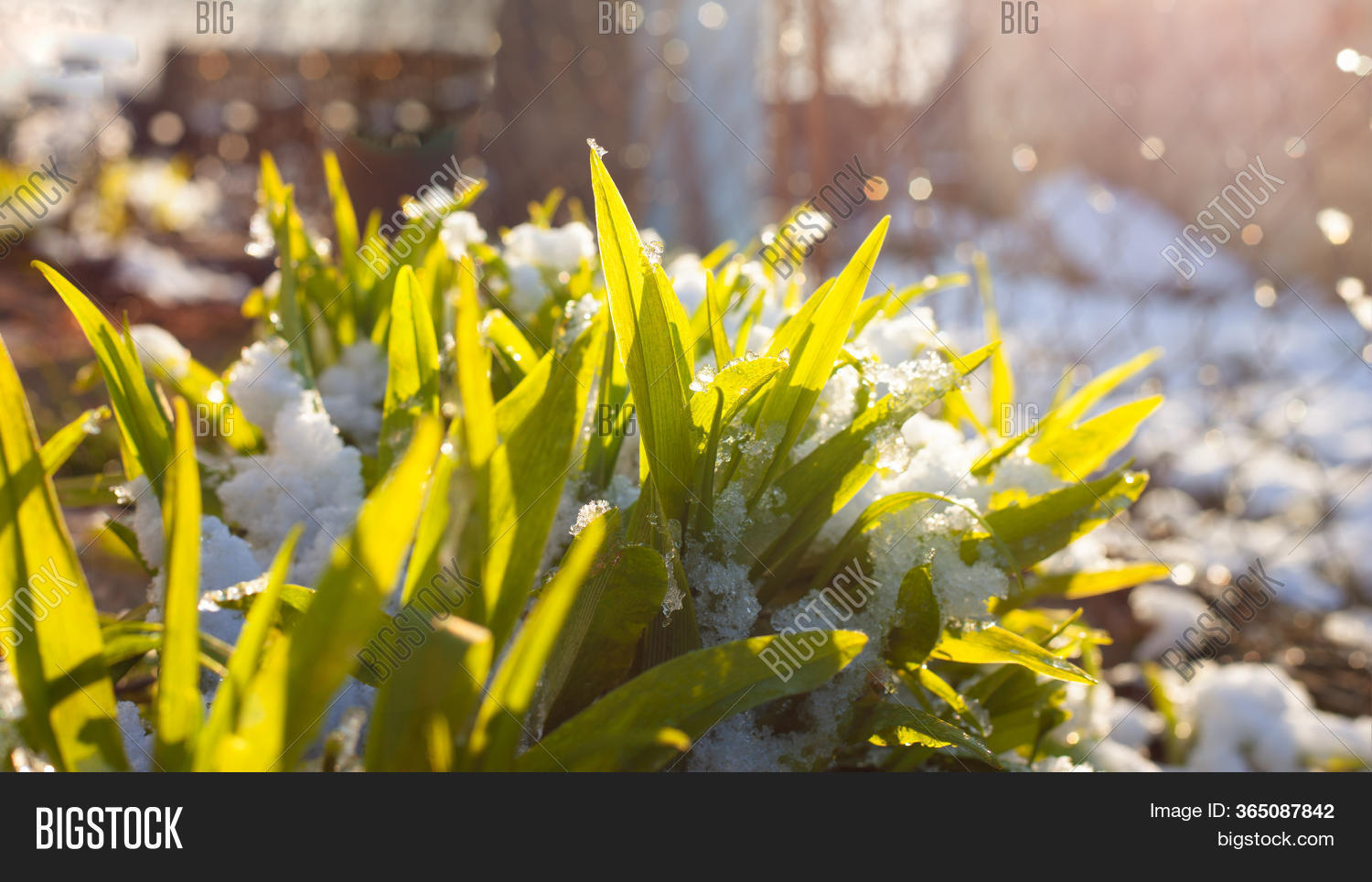 First Sprouts Spring Image & Photo (Free Trial) | Bigstock