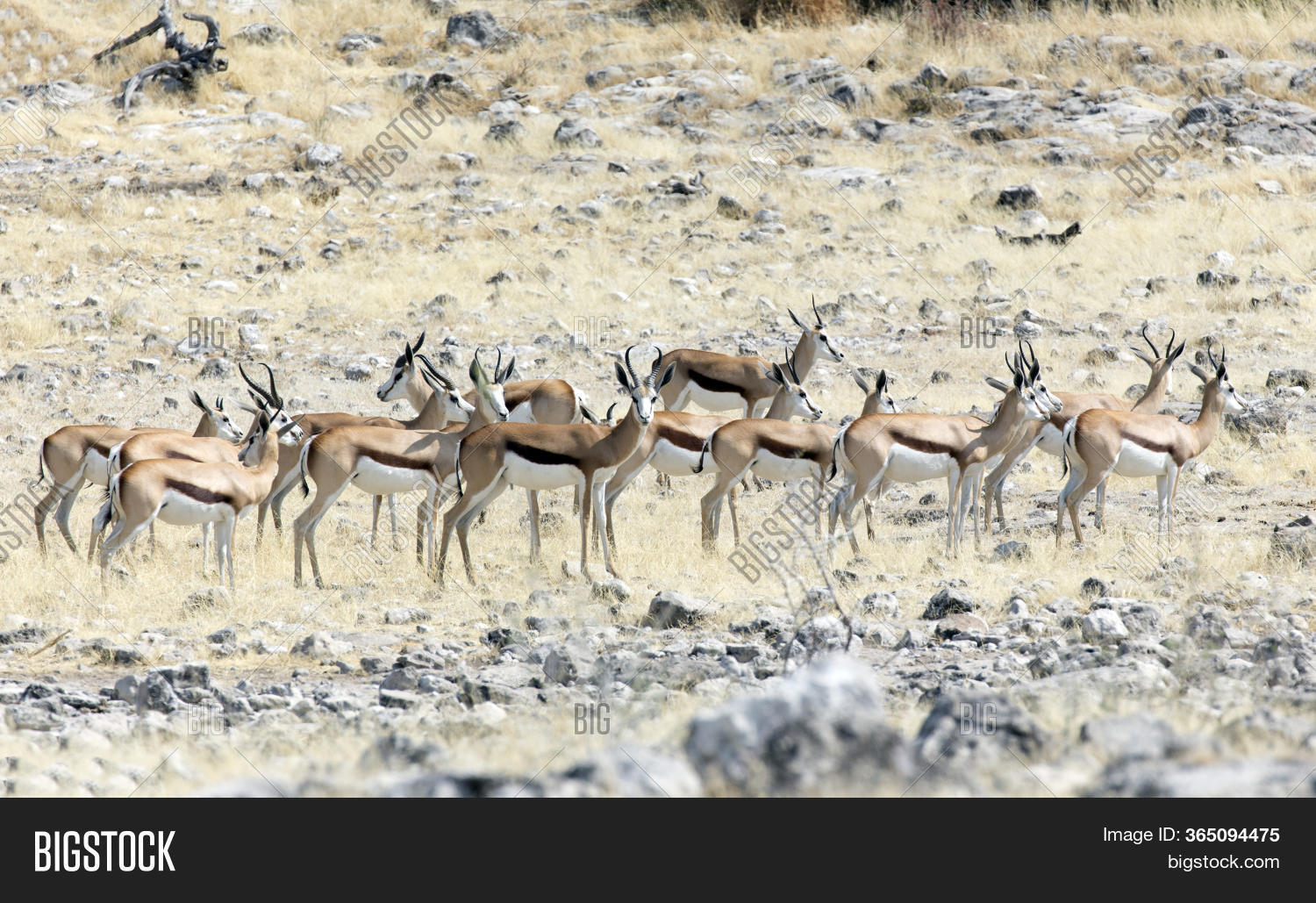 Group Springboks Image & Photo (Free Trial) | Bigstock