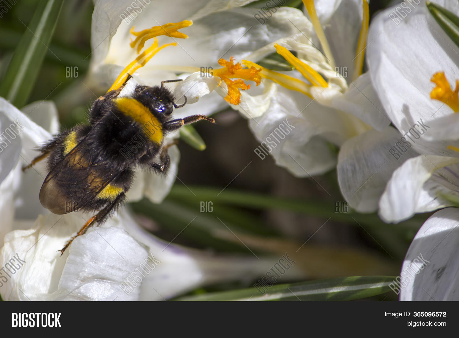 Bumblebee Pollinating Image & Photo (Free Trial) | Bigstock