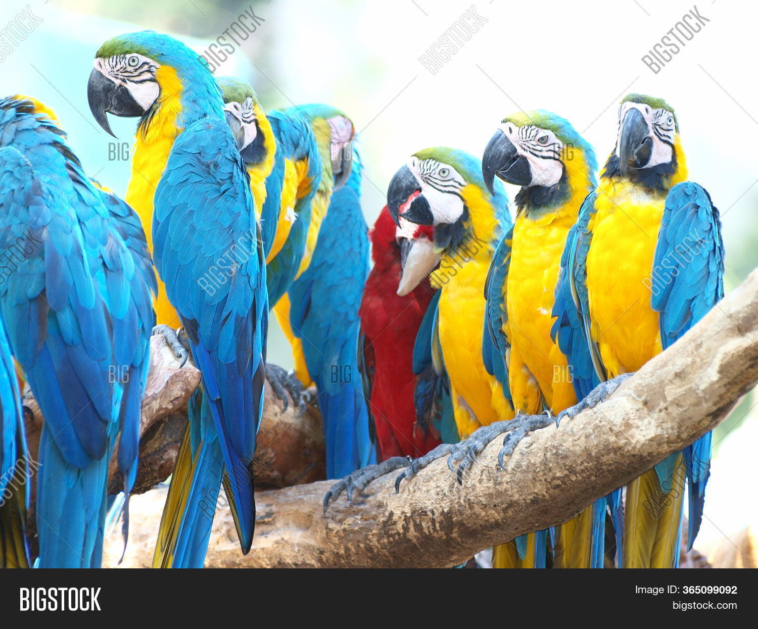 Ara Ararauna Blue Image & Photo (Free Trial) | Bigstock