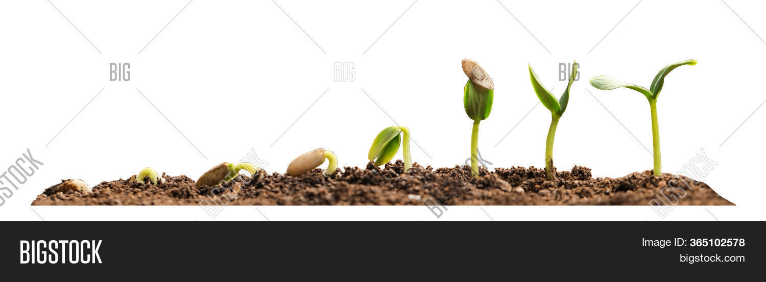 Stages Growing Image & Photo (Free Trial) | Bigstock