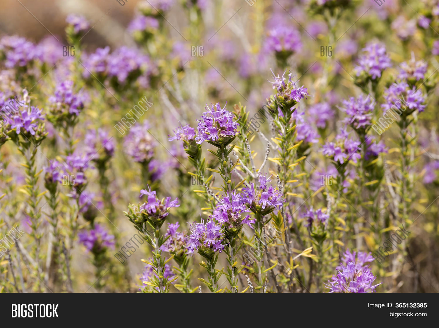 Greek Flora. Useful, Image & Photo (Free Trial) | Bigstock