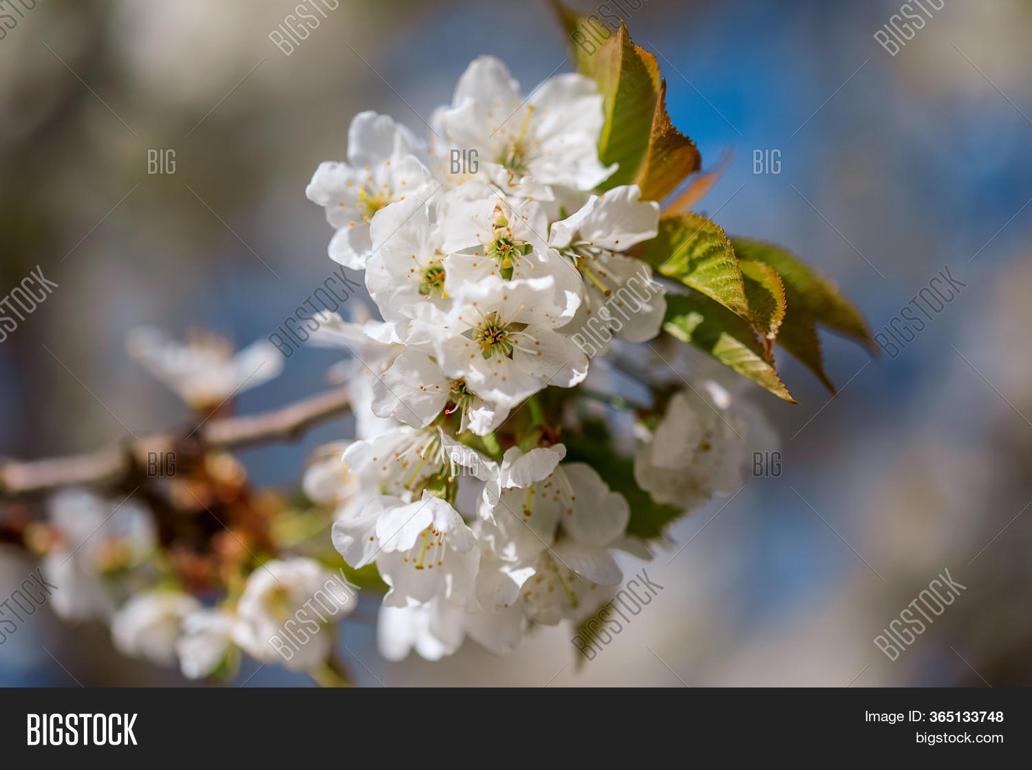 Flowering Fruit Tree Image & Photo (Free Trial) | Bigstock