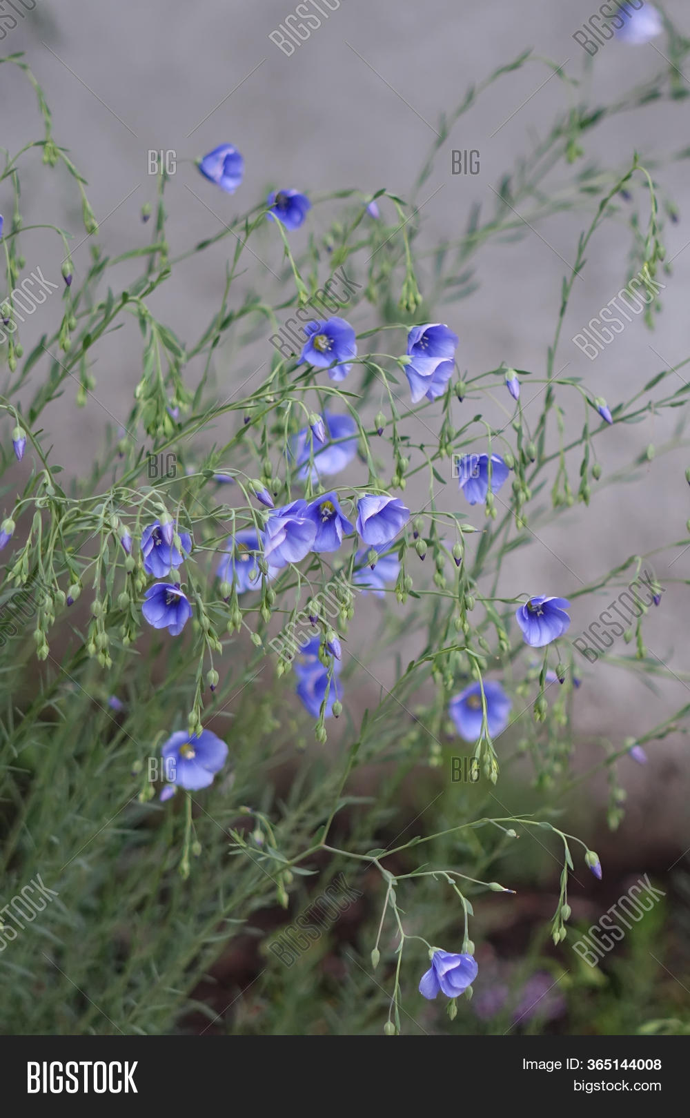 Wild Blue Flowers On Image & Photo (Free Trial) | Bigstock