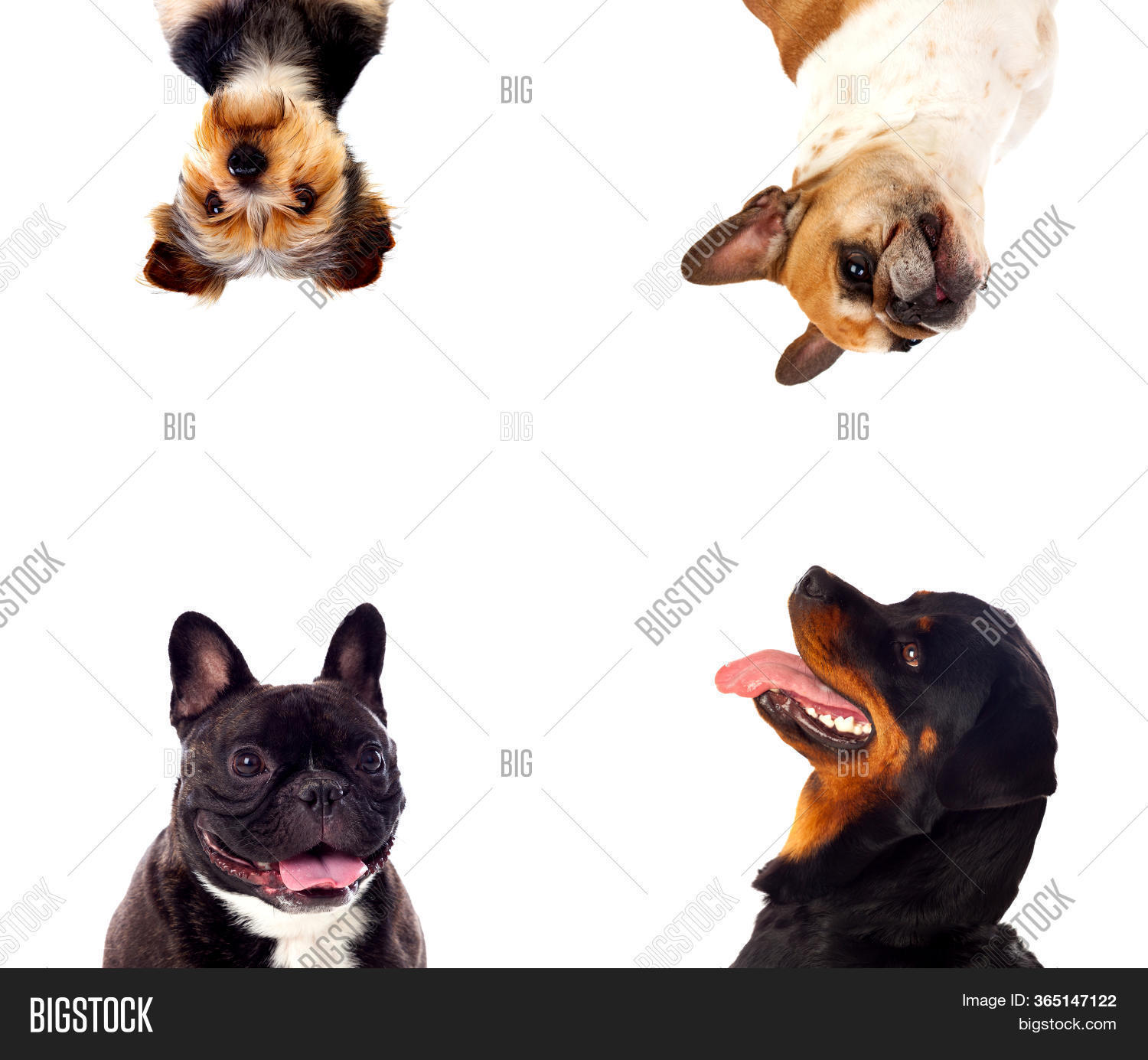 Four Portrait Dogs Image & Photo (Free Trial) | Bigstock