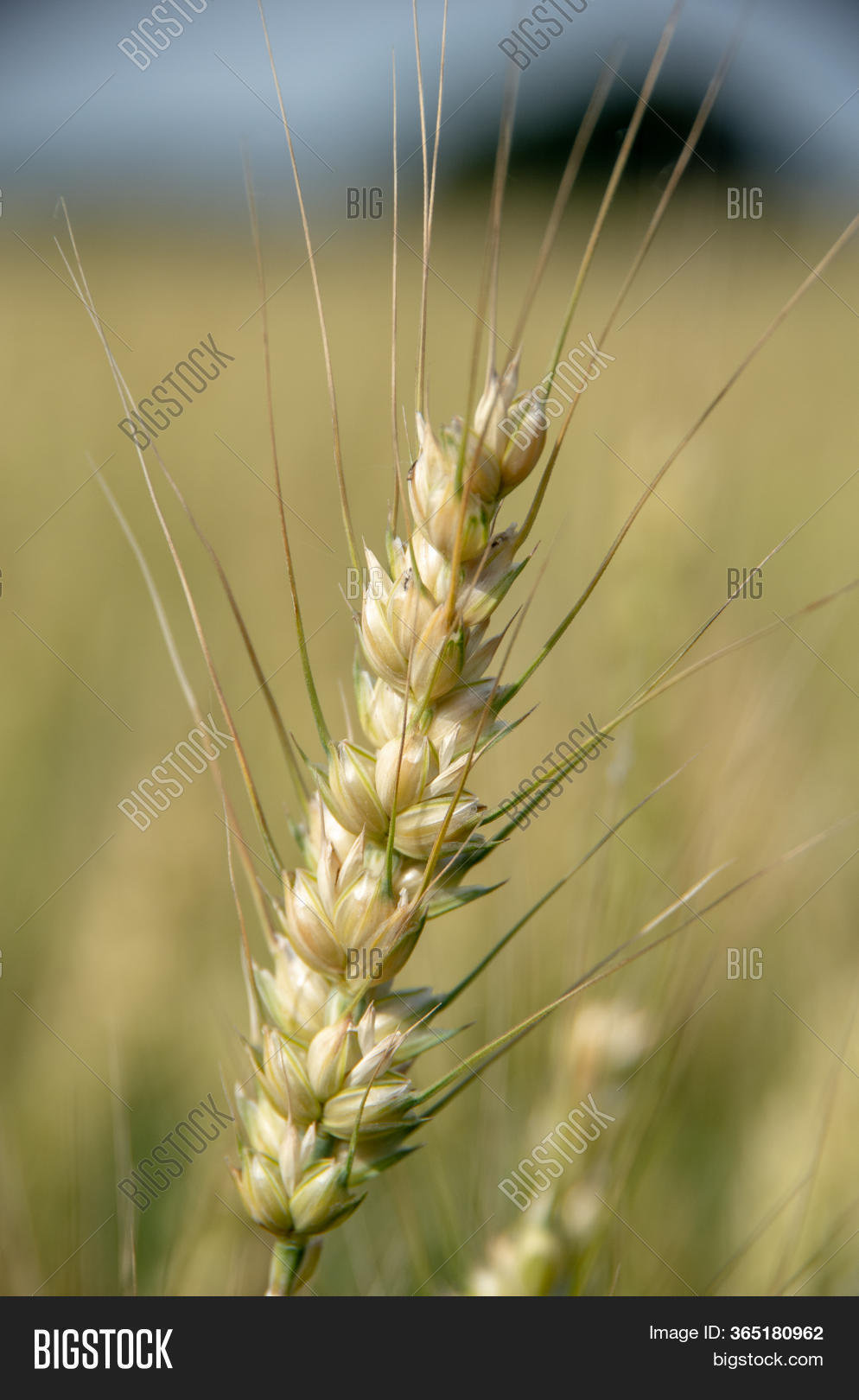 Wheat Head Wheat Field Image & Photo (Free Trial) | Bigstock