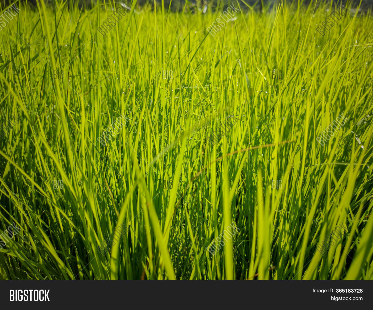 Background Young Paddy Image & Photo (Free Trial) | Bigstock