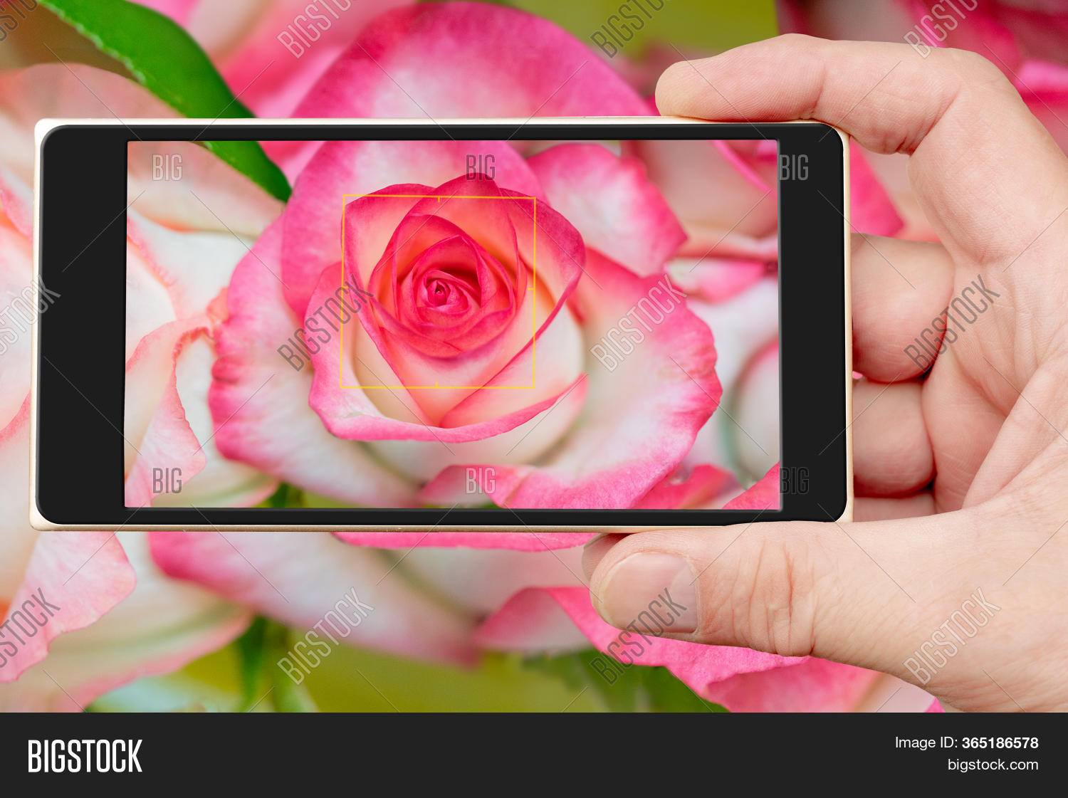 Rose On Smartphone Image & Photo (Free Trial) | Bigstock