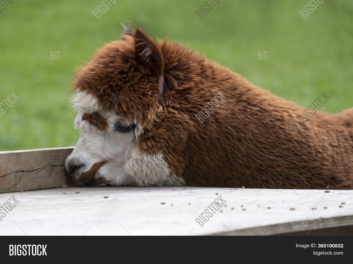 Brown Fur Hair Alpaca Image & Photo (Free Trial) | Bigstock