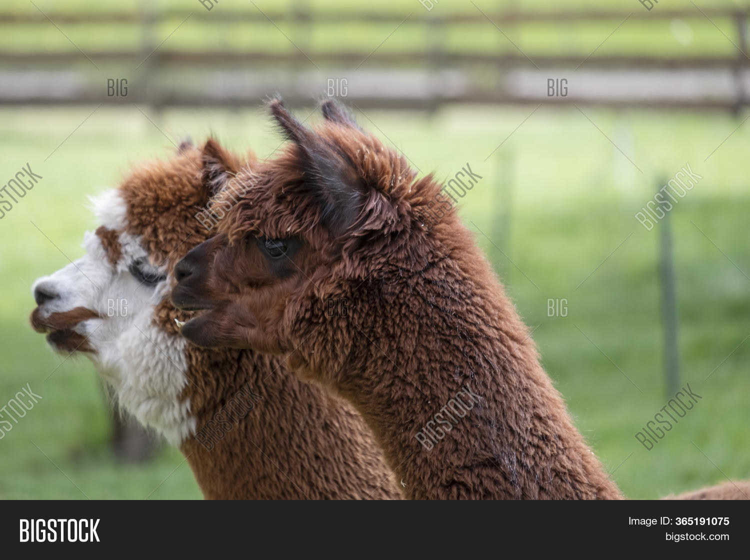 Brown Alpaca Front Image & Photo (Free Trial) | Bigstock
