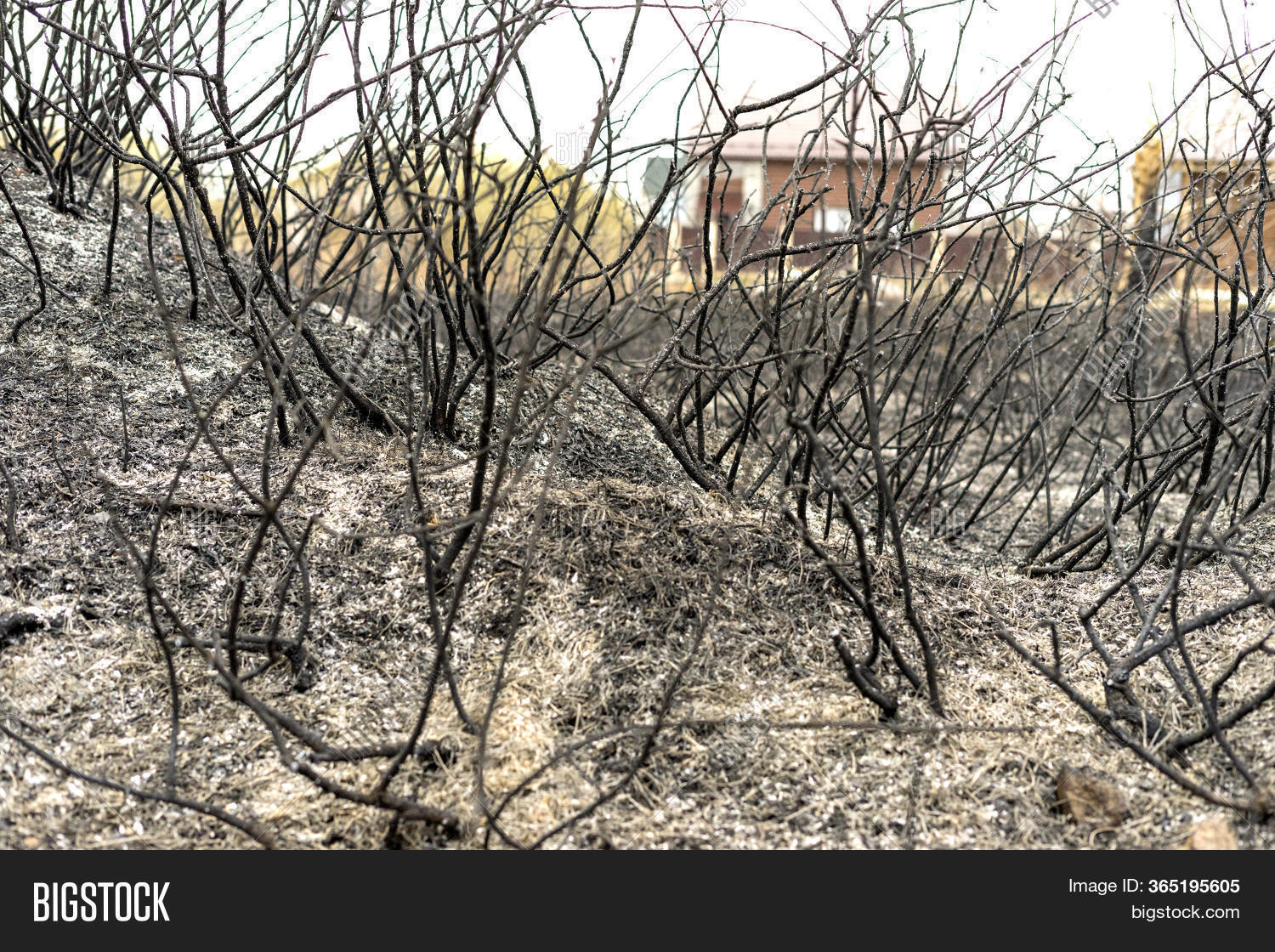 Burnt-out, Charred Image & Photo (Free Trial) | Bigstock