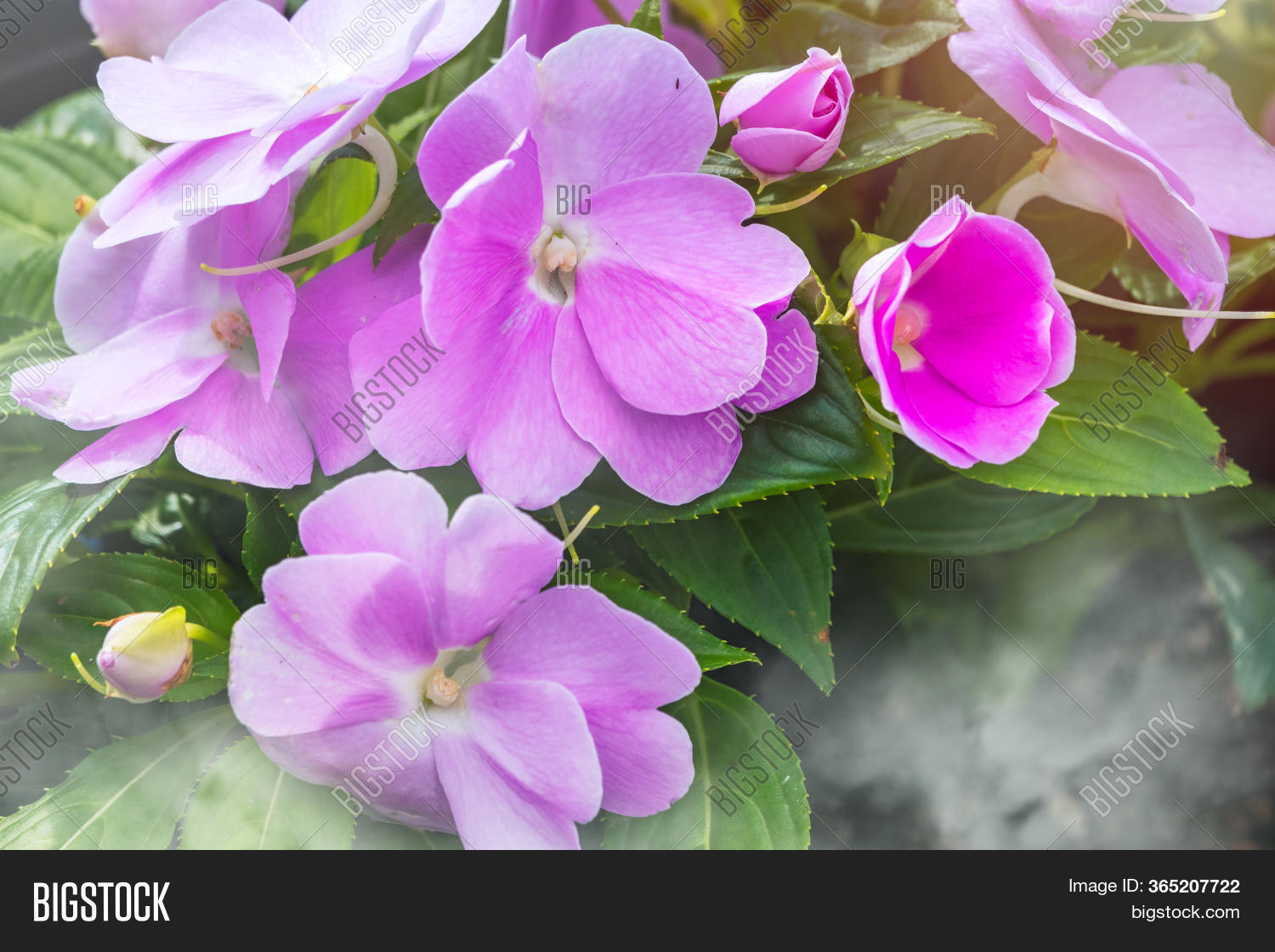 Rose Periwinkle, Image & Photo (Free Trial) | Bigstock