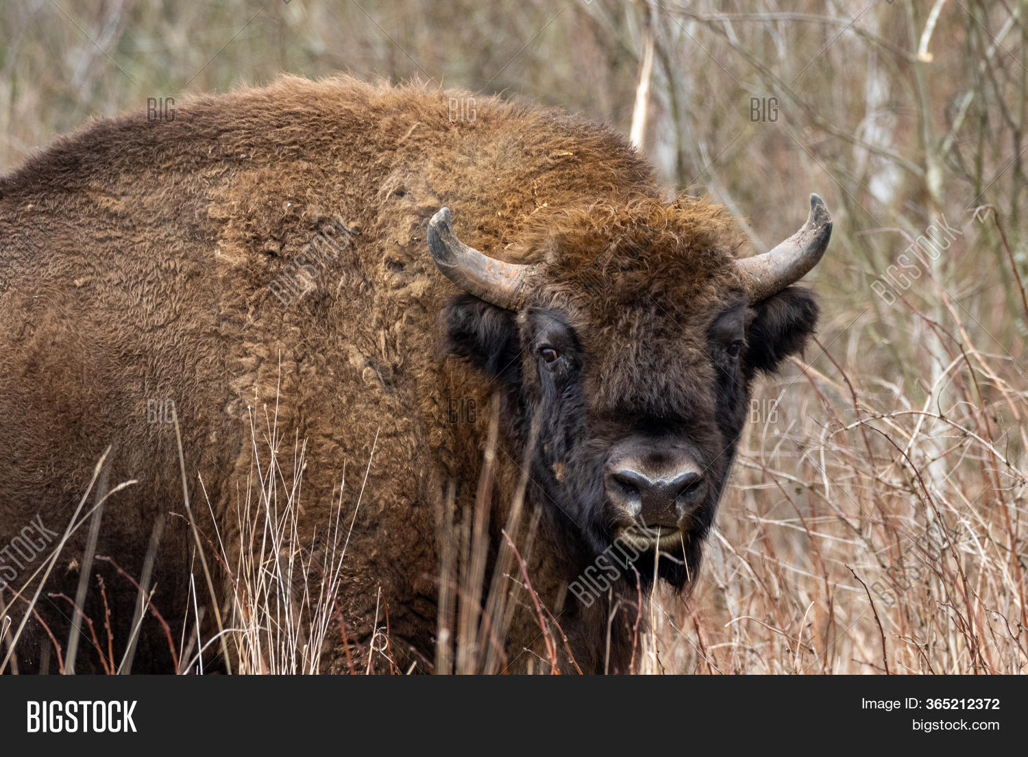 European Bison(bison Image & Photo (Free Trial) | Bigstock