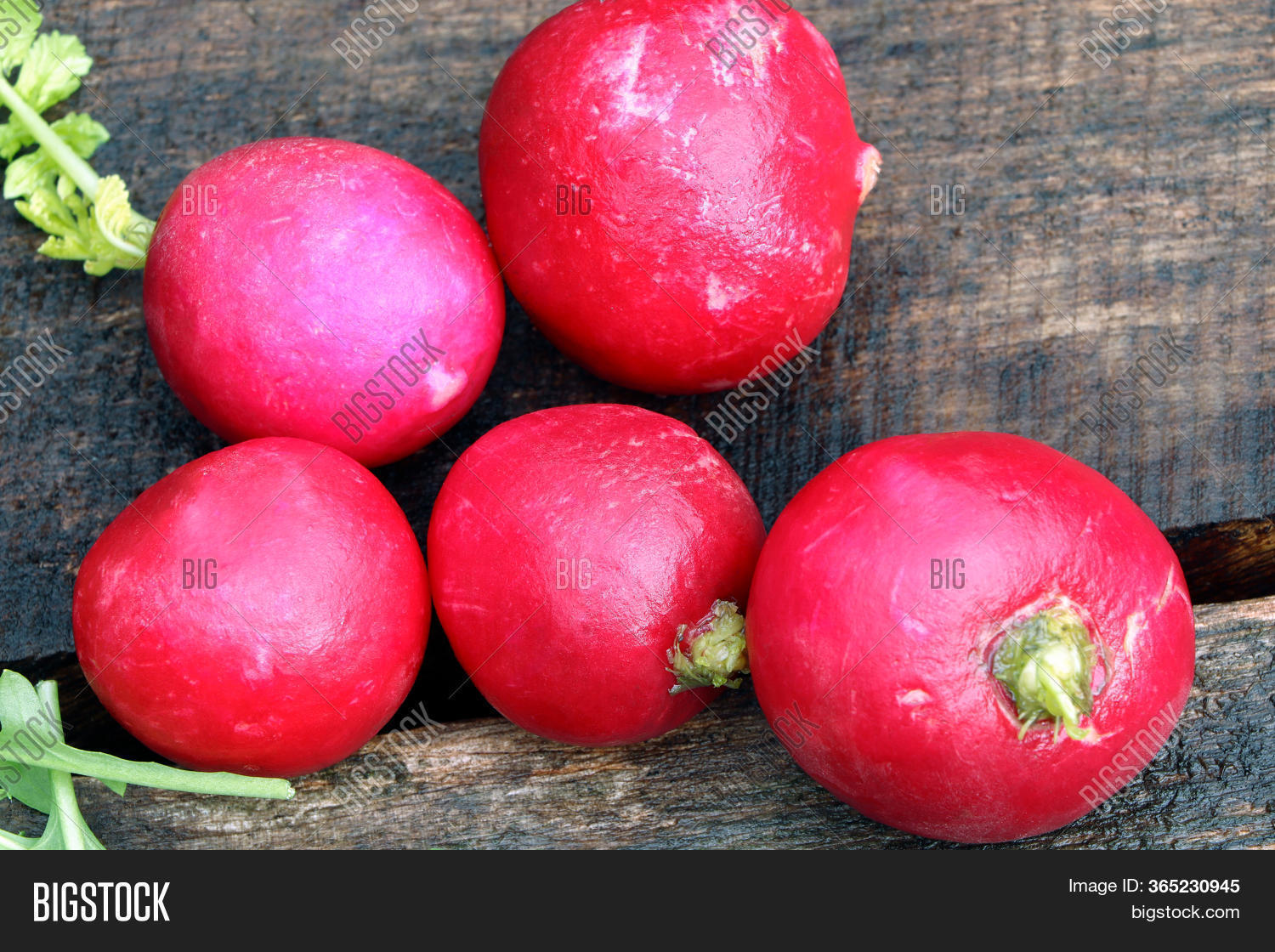 Fresh Organic Radish Image & Photo (Free Trial) | Bigstock