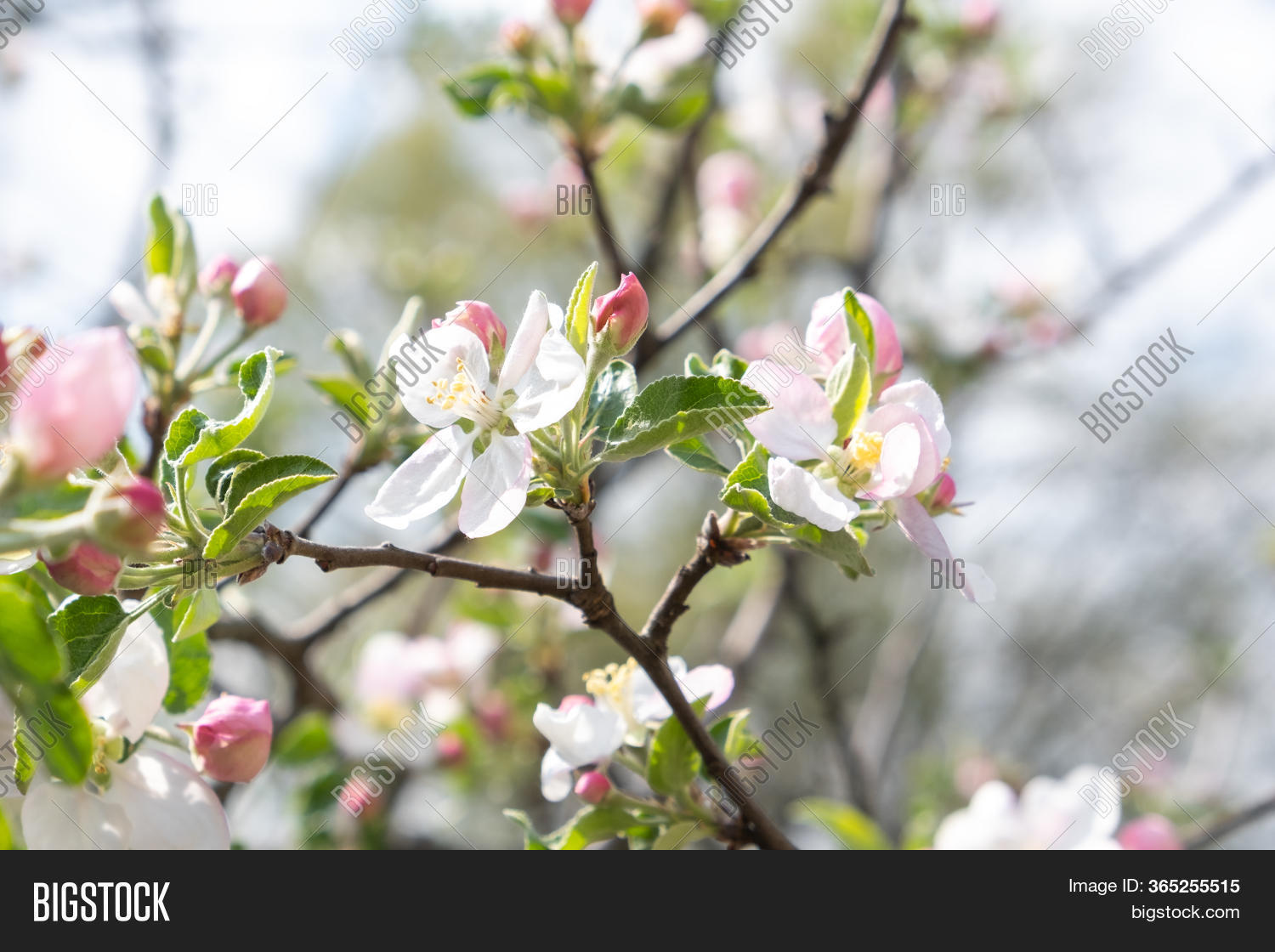 Blooming Branch Tree Image & Photo (Free Trial) | Bigstock
