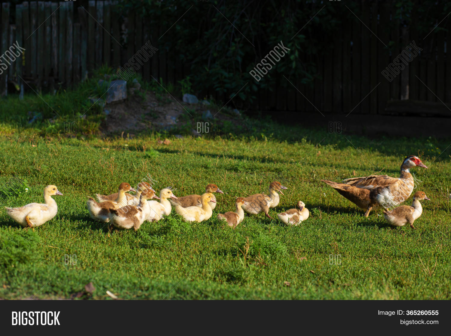 Duck Leads Ducklings Image & Photo (Free Trial) | Bigstock