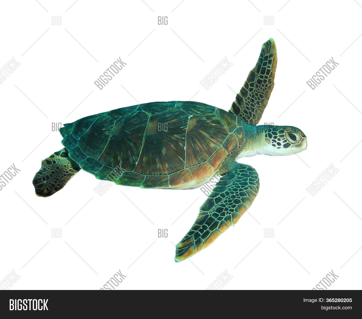 Green Sea Turtle Image & Photo (Free Trial) | Bigstock