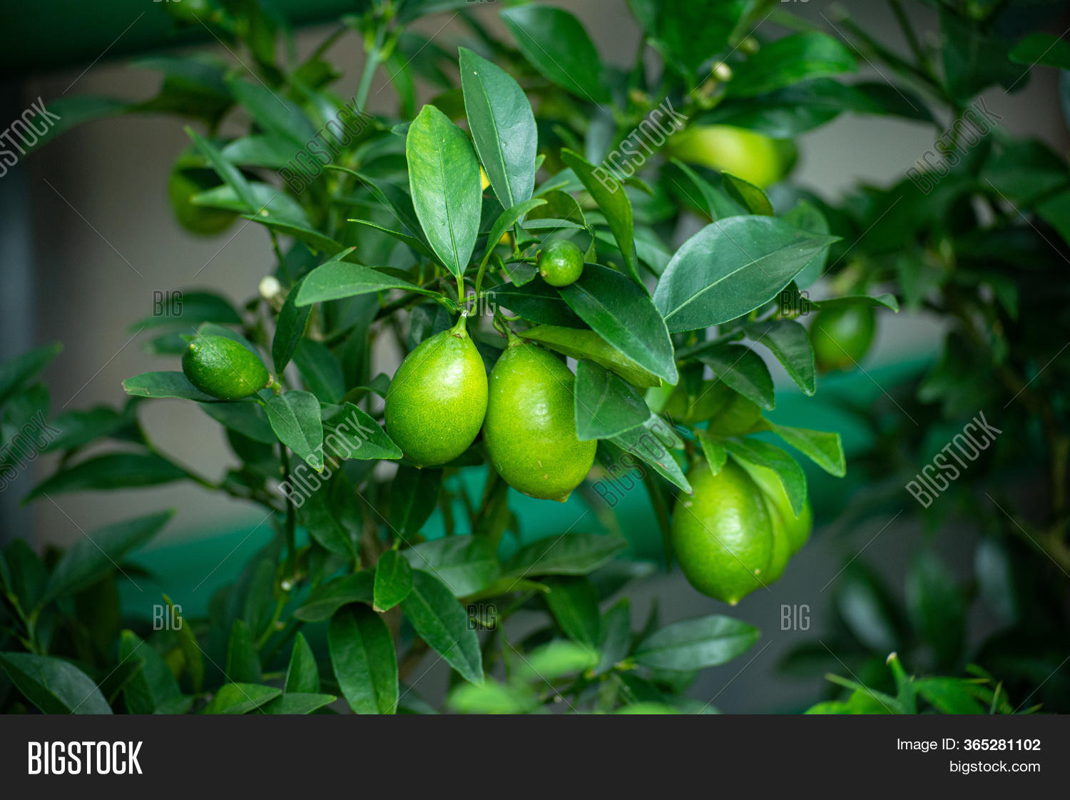 Not Ripe Mandarins On Image & Photo (Free Trial) | Bigstock