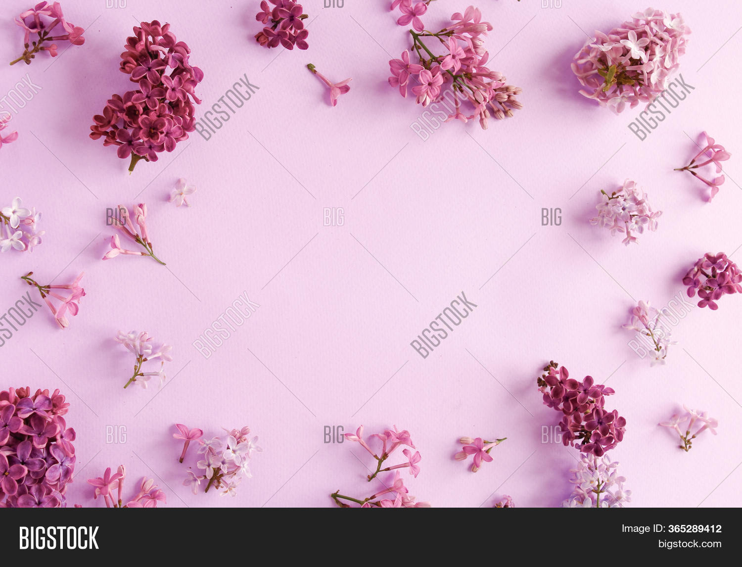 Frame Lilac Flowers Image & Photo (Free Trial) | Bigstock