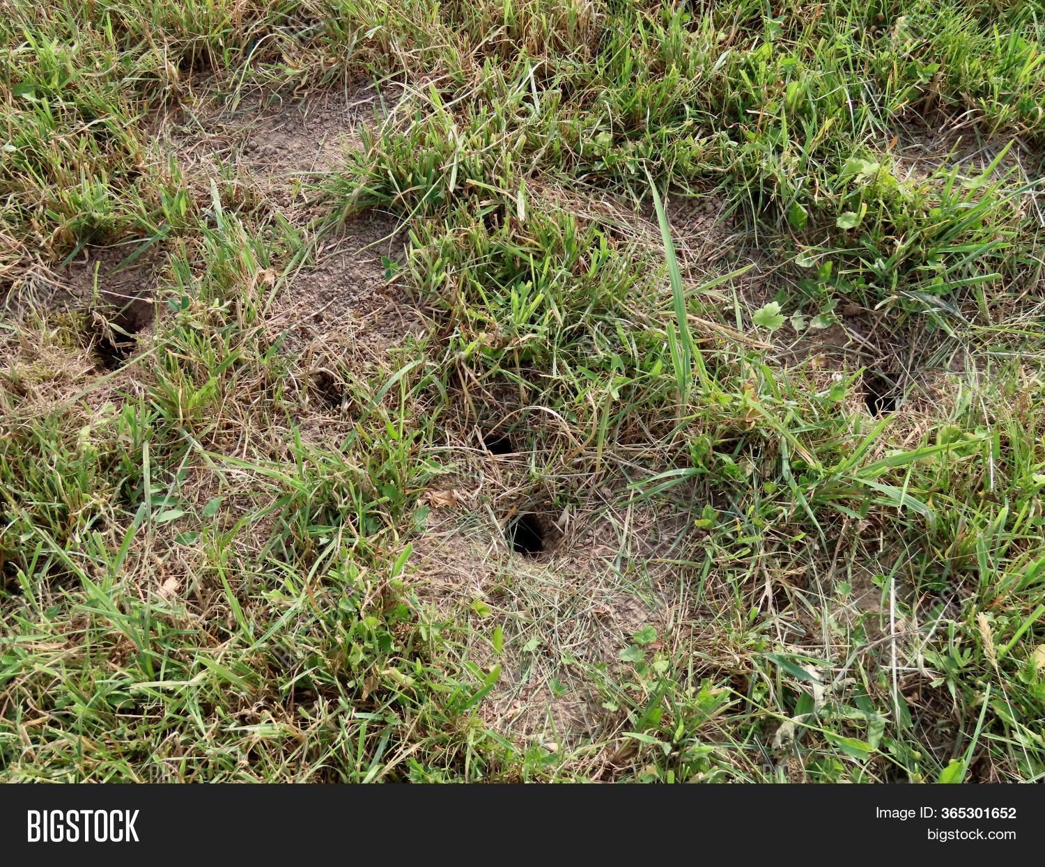 Mouse Holes Between Image & Photo (Free Trial) | Bigstock