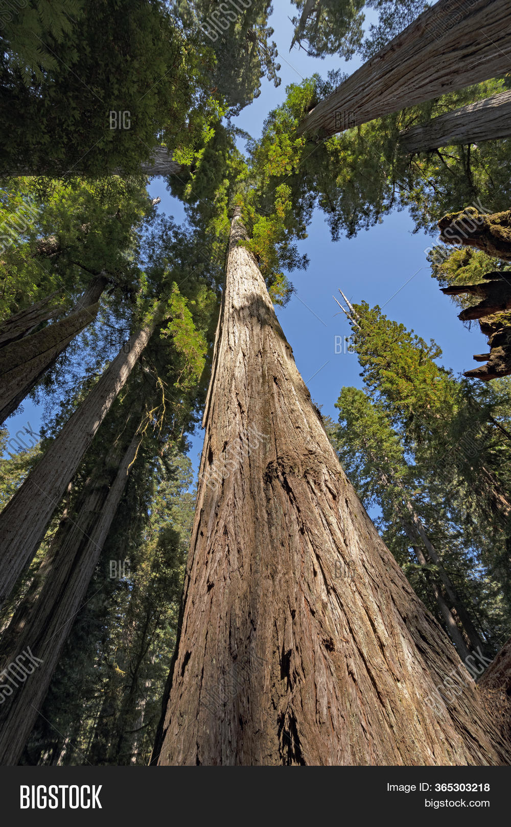 Coastal Redwoods Image & Photo (Free Trial) | Bigstock